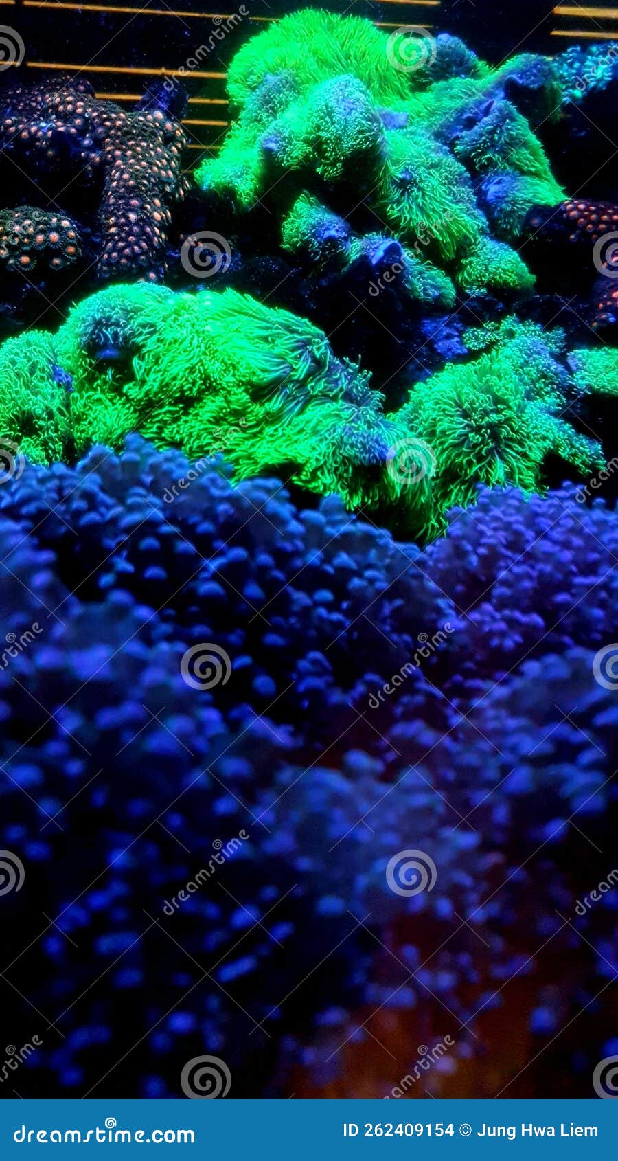 Night Vision from Green Star Polyp Corals Stock Photo - Image of animal ...
