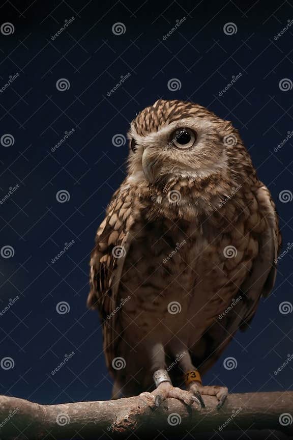 Night Watcher stock photo. Image of stalking, feathers - 5057066