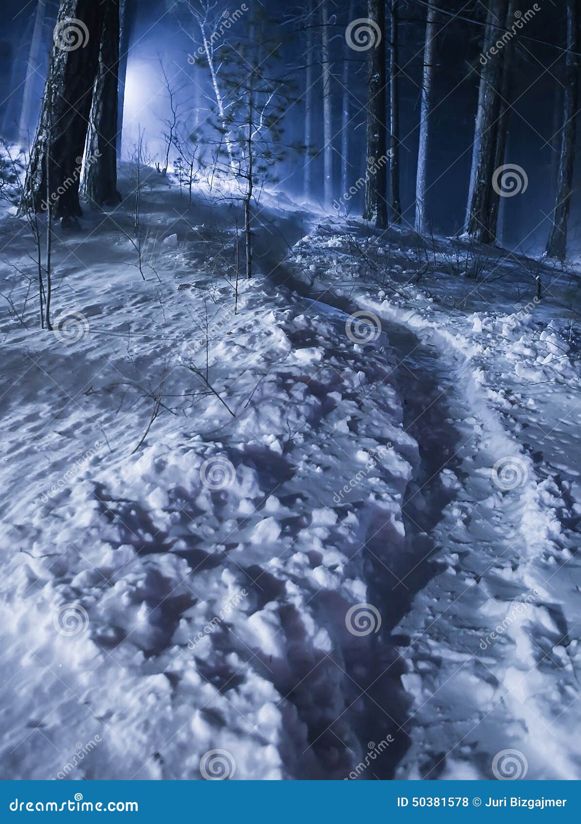 Night winter forest stock photo. Image of rural, cold - 50381578