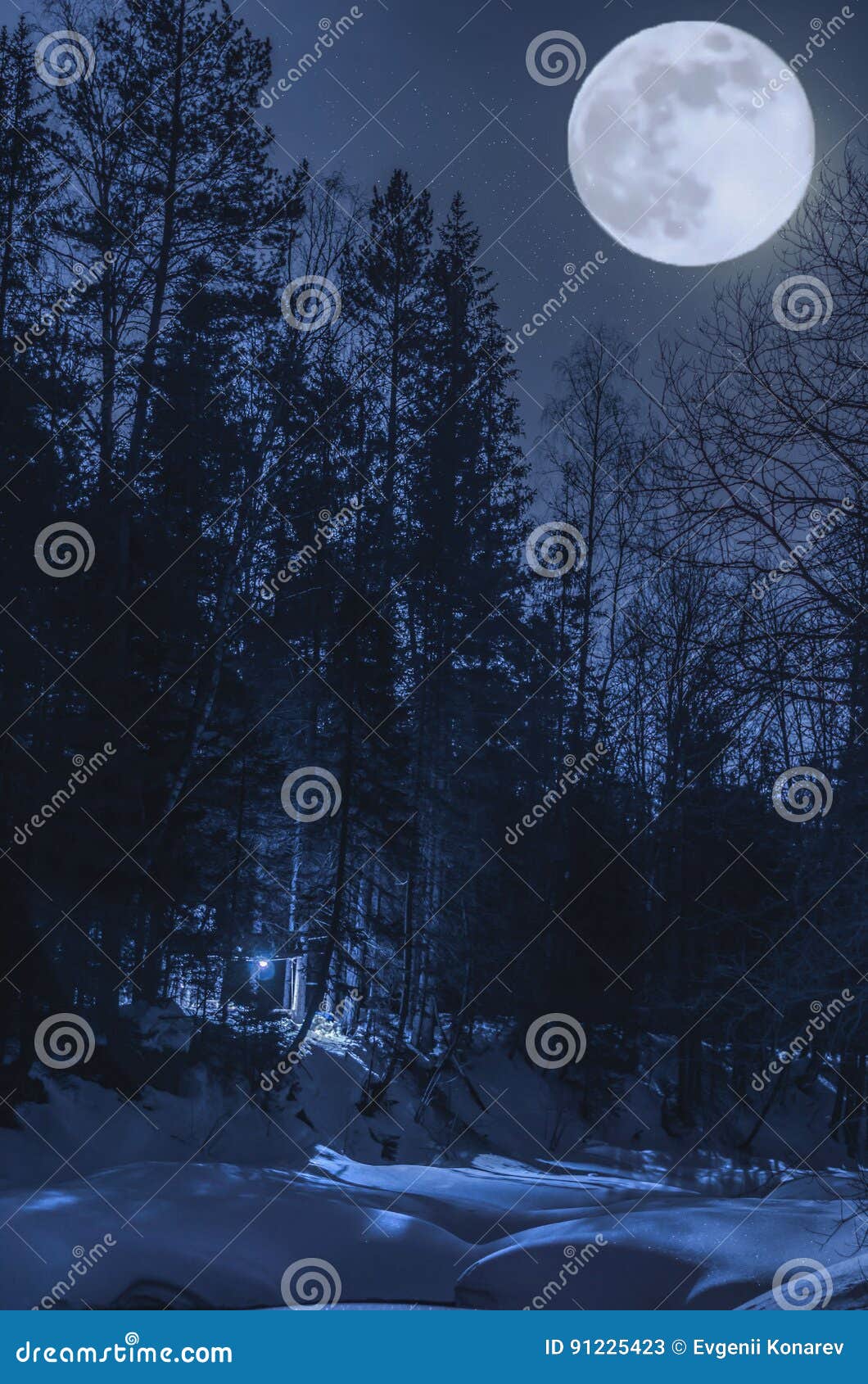 Night, Winter Forest in the Moonlight Stock Image - Image of light ...