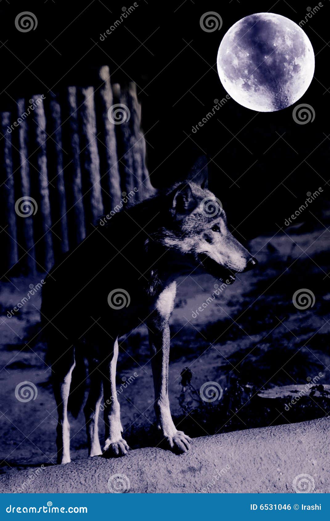 Night wolf stock photo. Image of night, blue, black, bark - 6531046