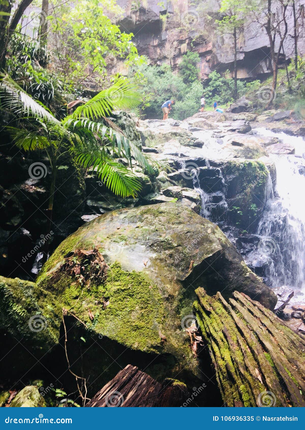 Rainforest stock image. Image of summer, nightcap, waterfall - 106936335