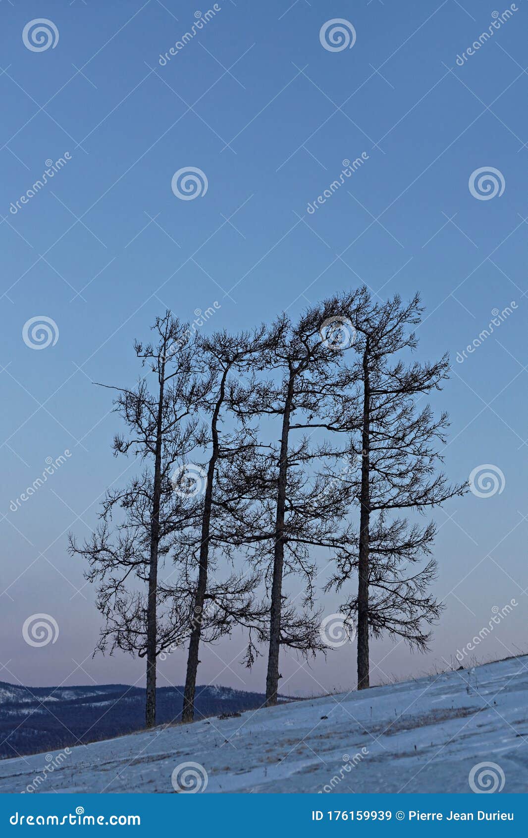 Nightfall on Four Trees Over a Hill Stock Image - Image of hour, hill ...