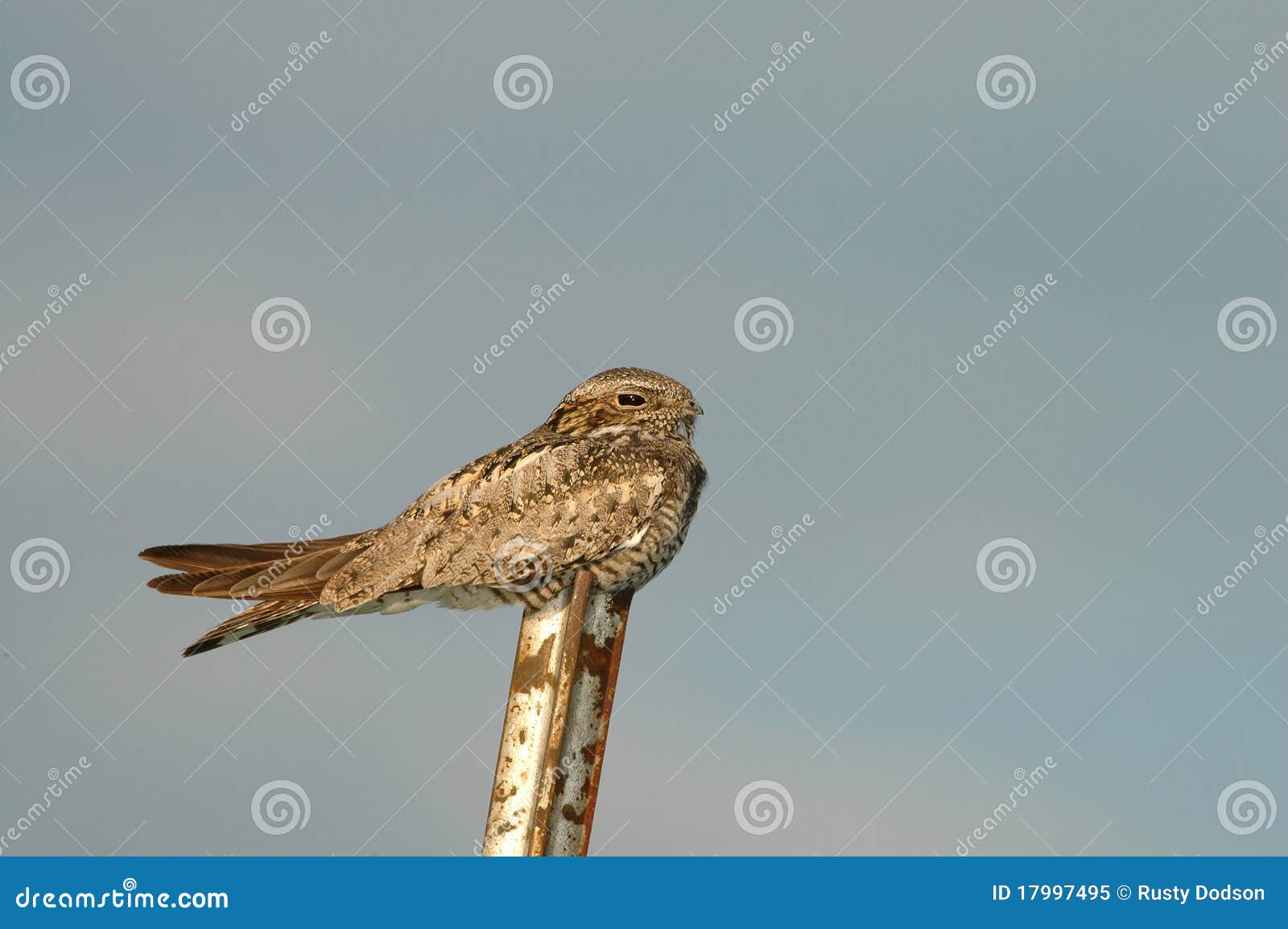 NightHawk stock image. Image of animal, bird, avian, resting - 17997495