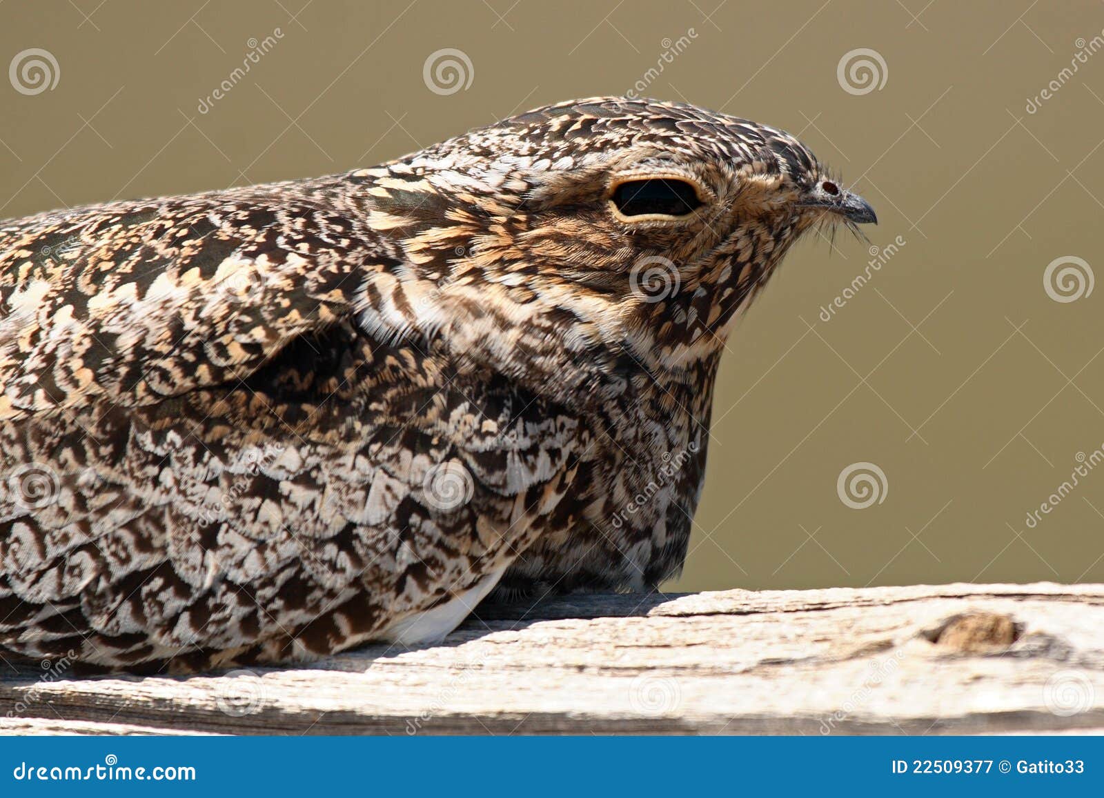 Nighthawk Daytime Perch stock image. Image of animal - 22509377
