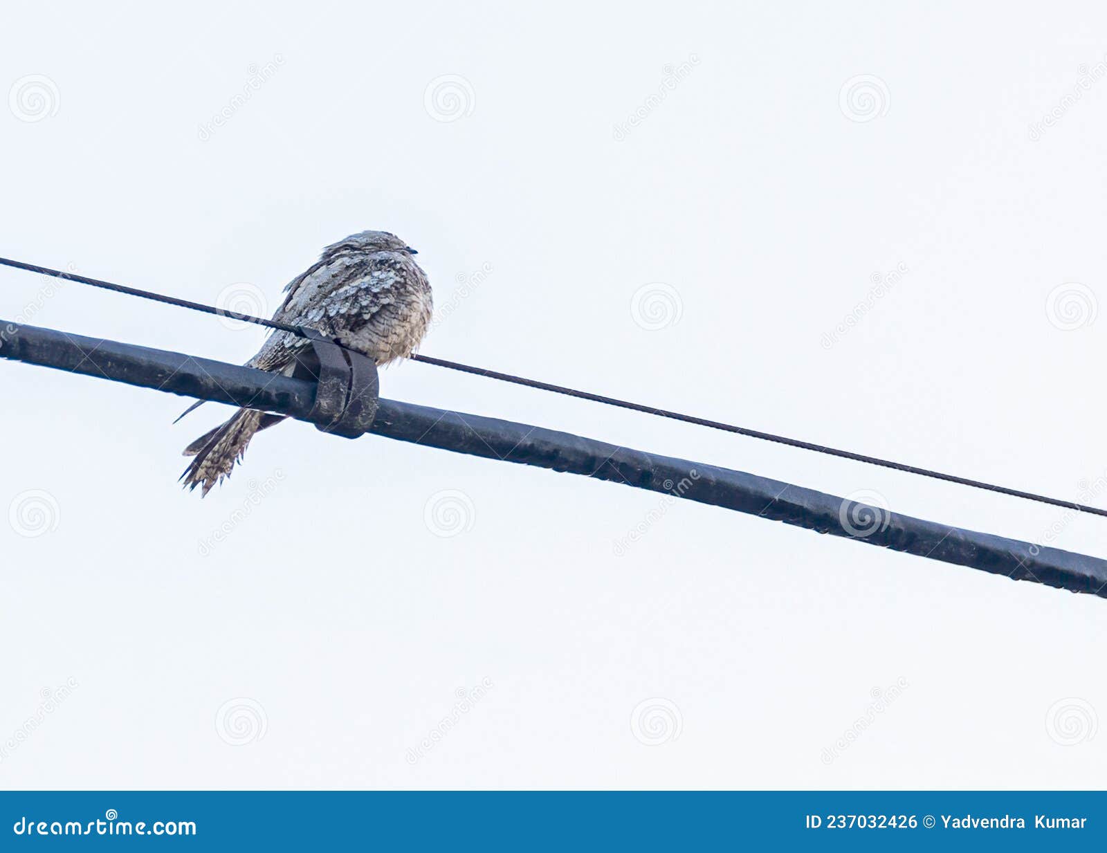 A Nighthawk Sitting on a Wire Stock Photo - Image of birding, feather ...