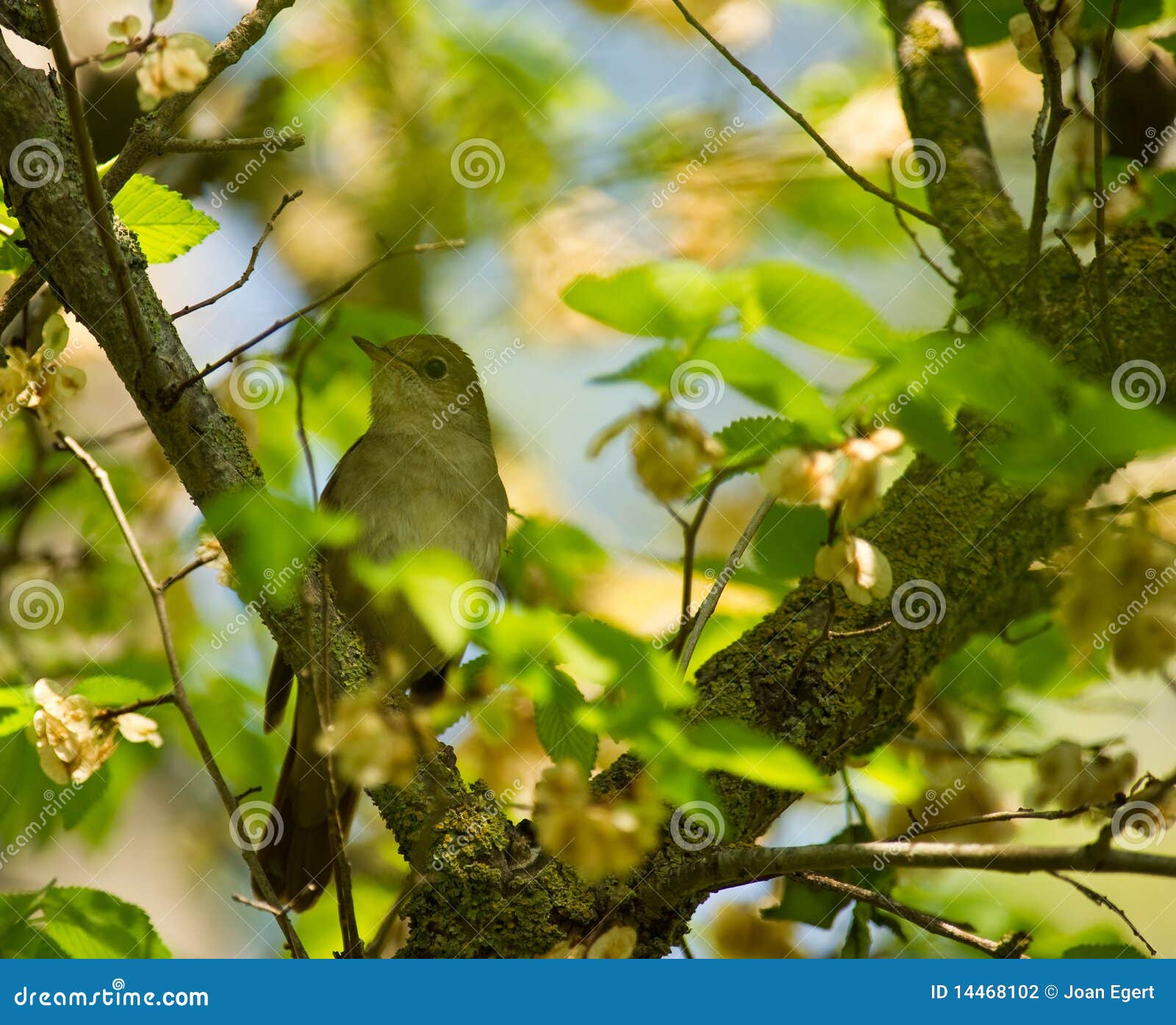 Nightingale stock photo. Image of singing, spanish, song - 14468102