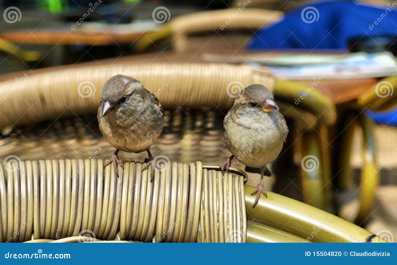 Nightingale stock photo. Image of aves, color, natural - 15504820