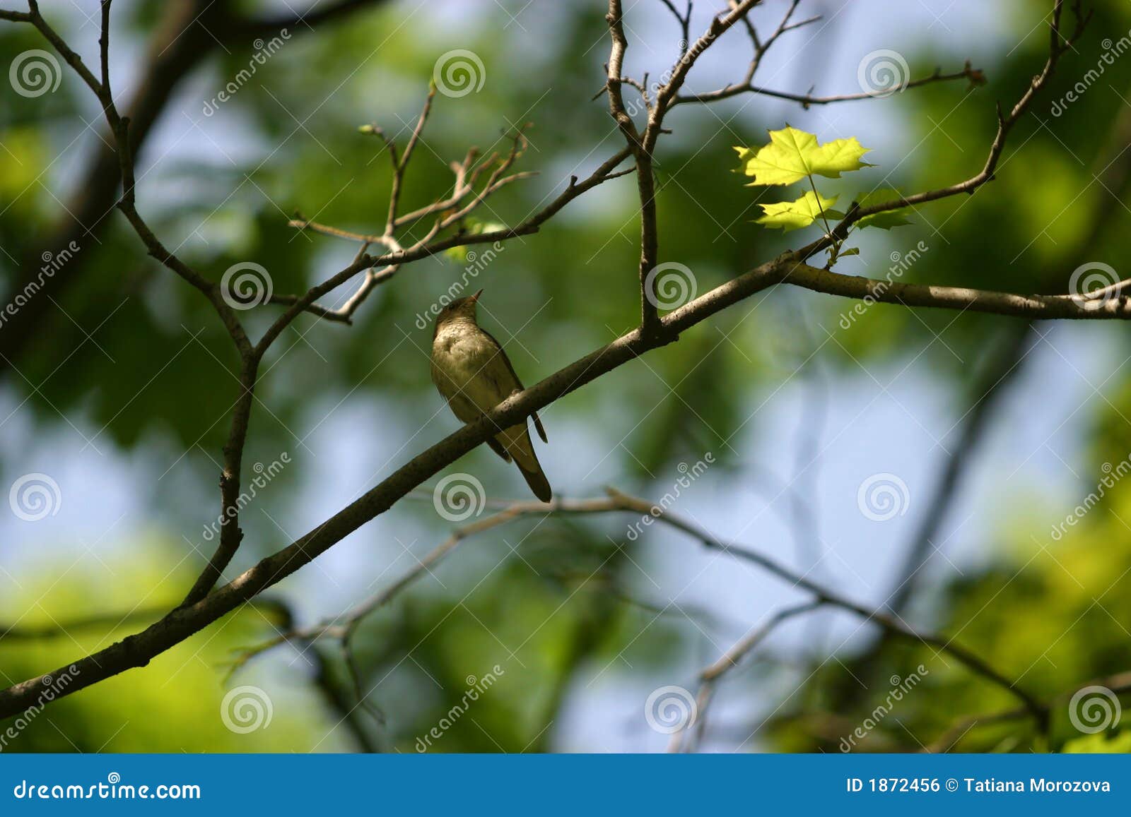 Nightingale stock photo. Image of maple, tree, nightingale - 1872456