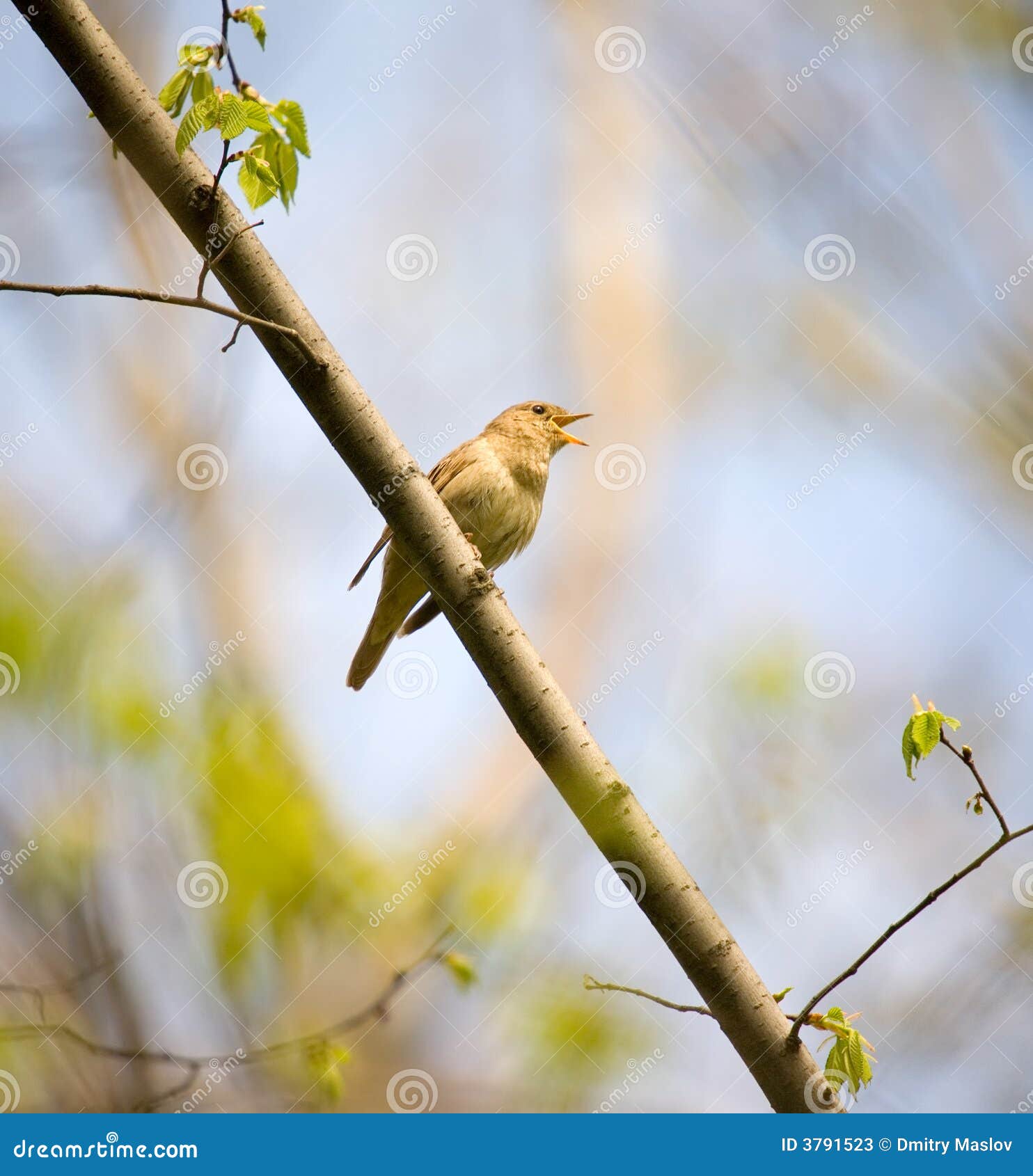 Nightingale stock image. Image of green, feather, ornithology - 3791523