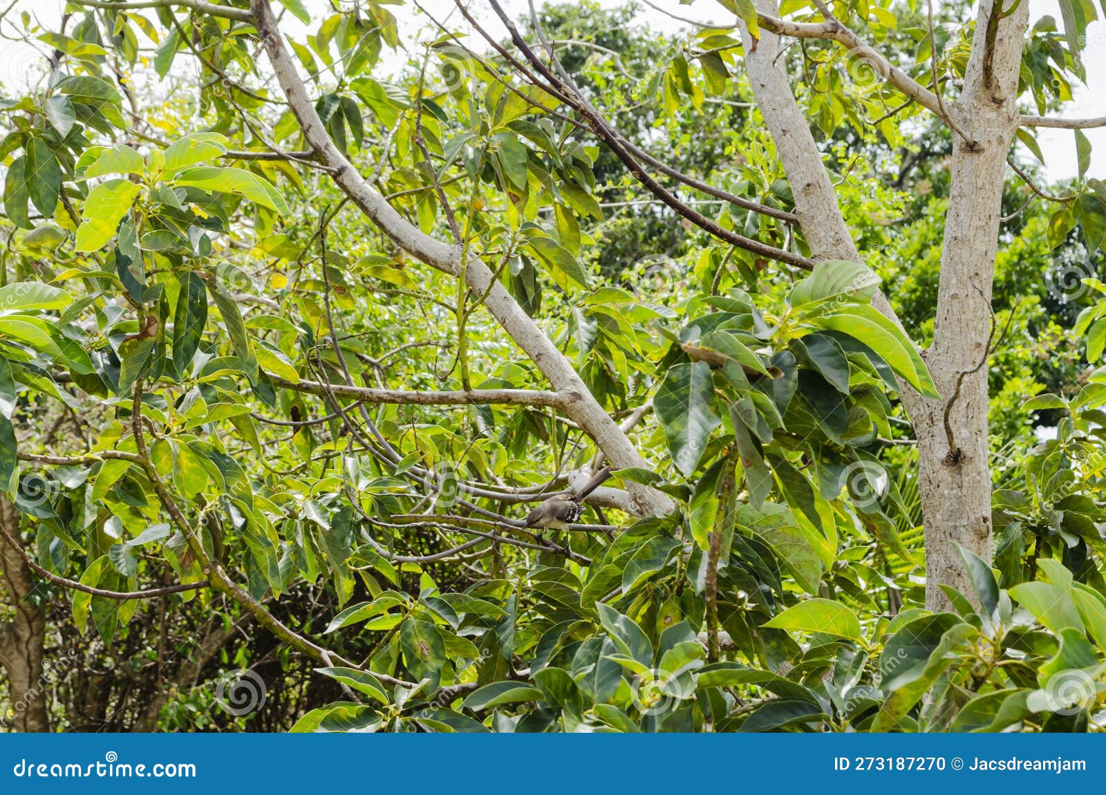 Nightingale in Avocado Tree Stock Photo - Image of nightingale, birds ...