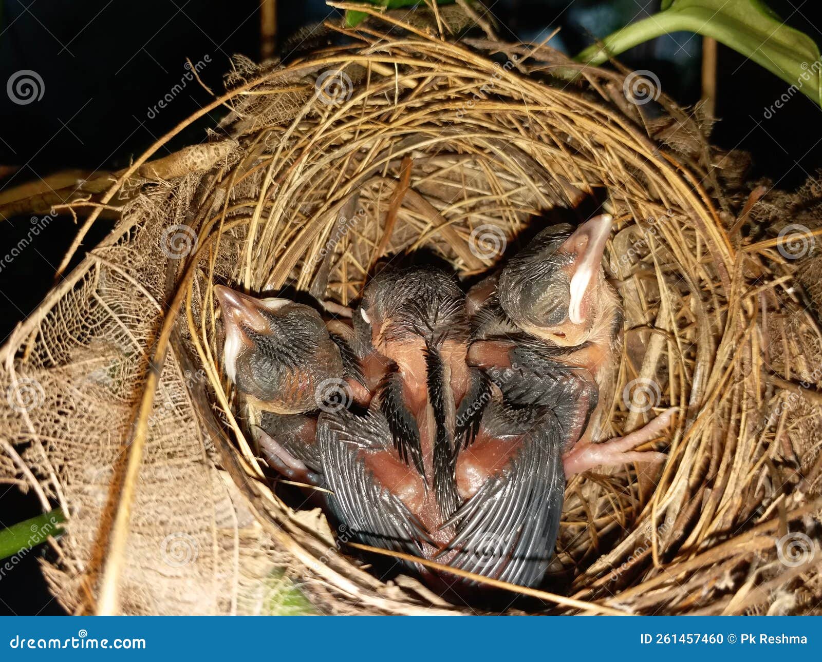 Nightingale baby birds stock photo. Image of nature - 261457460