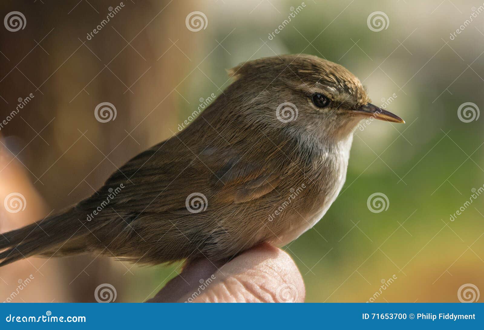 Nightingale bird stock photo. Image of yorkshire, hand - 71653700