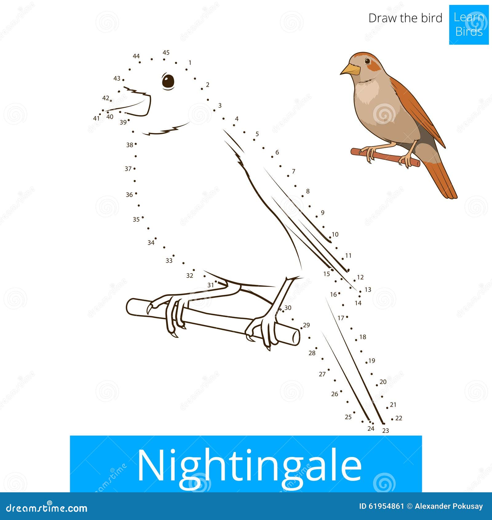 Nightingale Bird Learn To Draw Vector | CartoonDealer.com #61954861