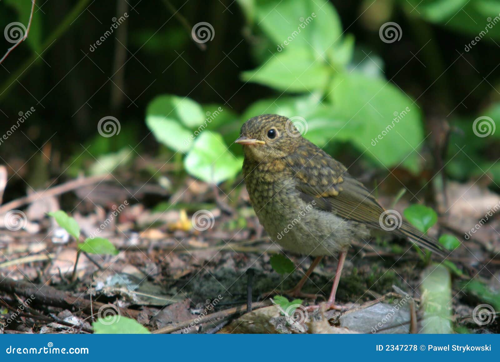 Nightingale on the Forest Bed Stock Photo - Image of summer, insulated ...
