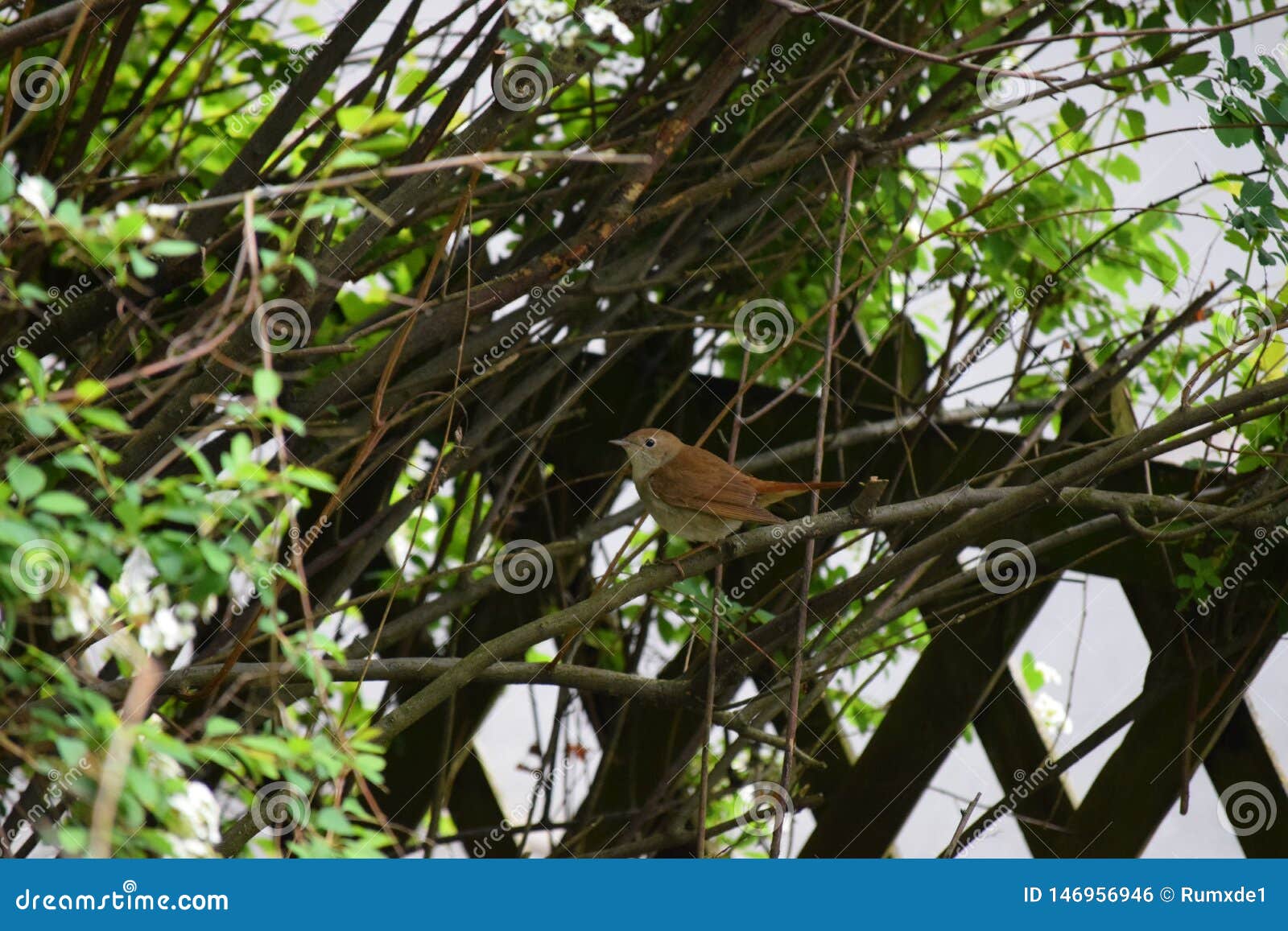 Nightingale in the Front Yard Stock Photo - Image of night ...