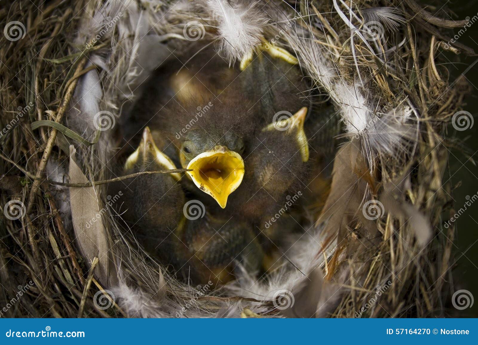 Nightingale stock photo. Image of small, aviary, bird - 57164270