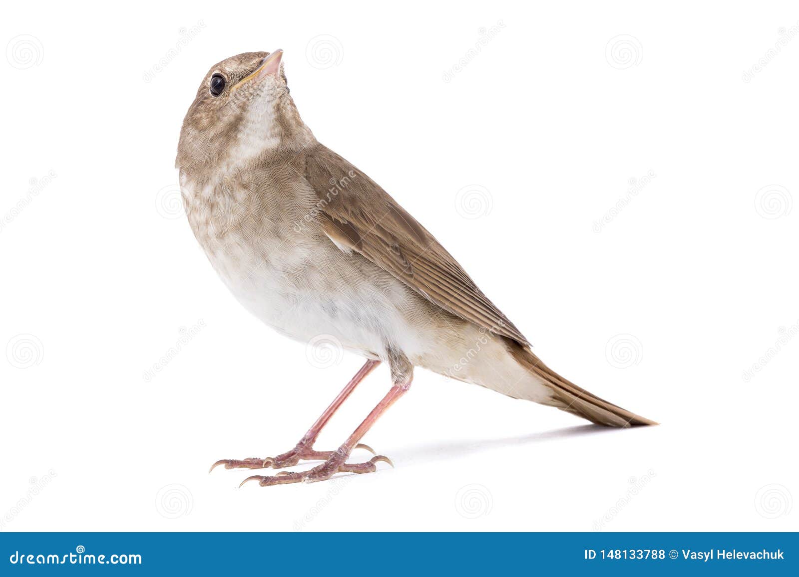 Nightingale Isolated on White Stock Photo - Image of wildlife, love ...