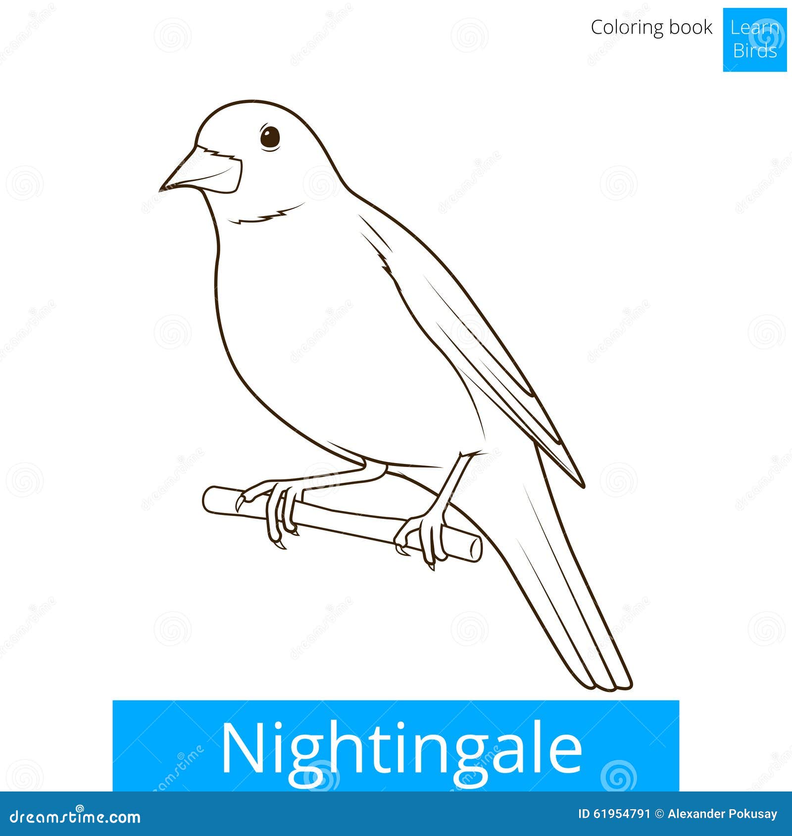 Nightingale Learn Birds Coloring Book Vector Stock Vector ...
