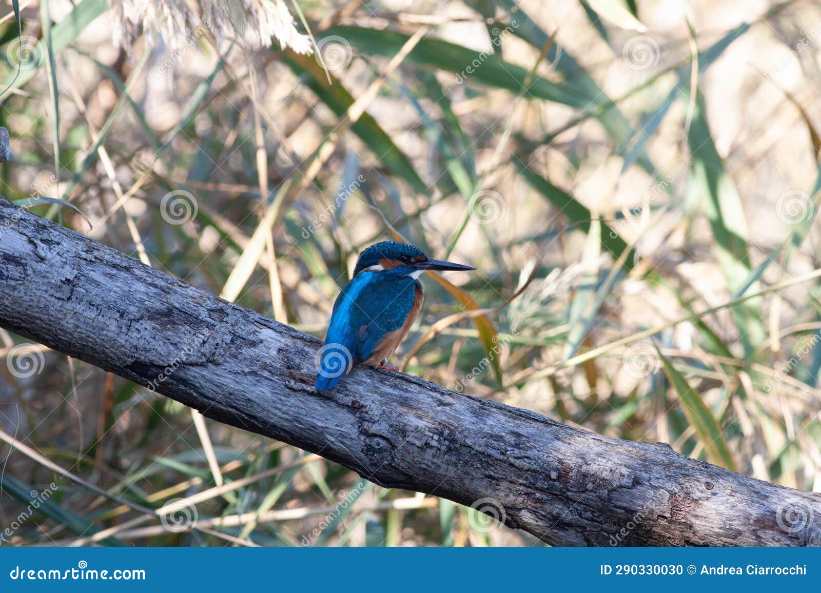 Nightingale stock photo. Image of colorful, feather - 290330030