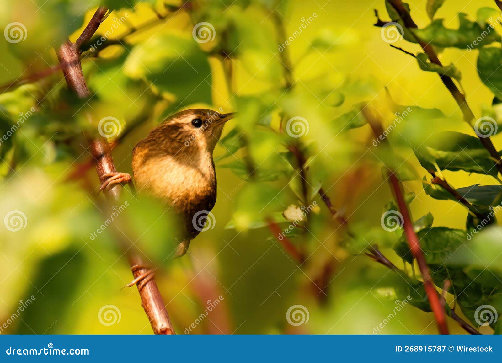 Nightingale Perched on a Tree Branch Stock Image - Image of wildlife ...