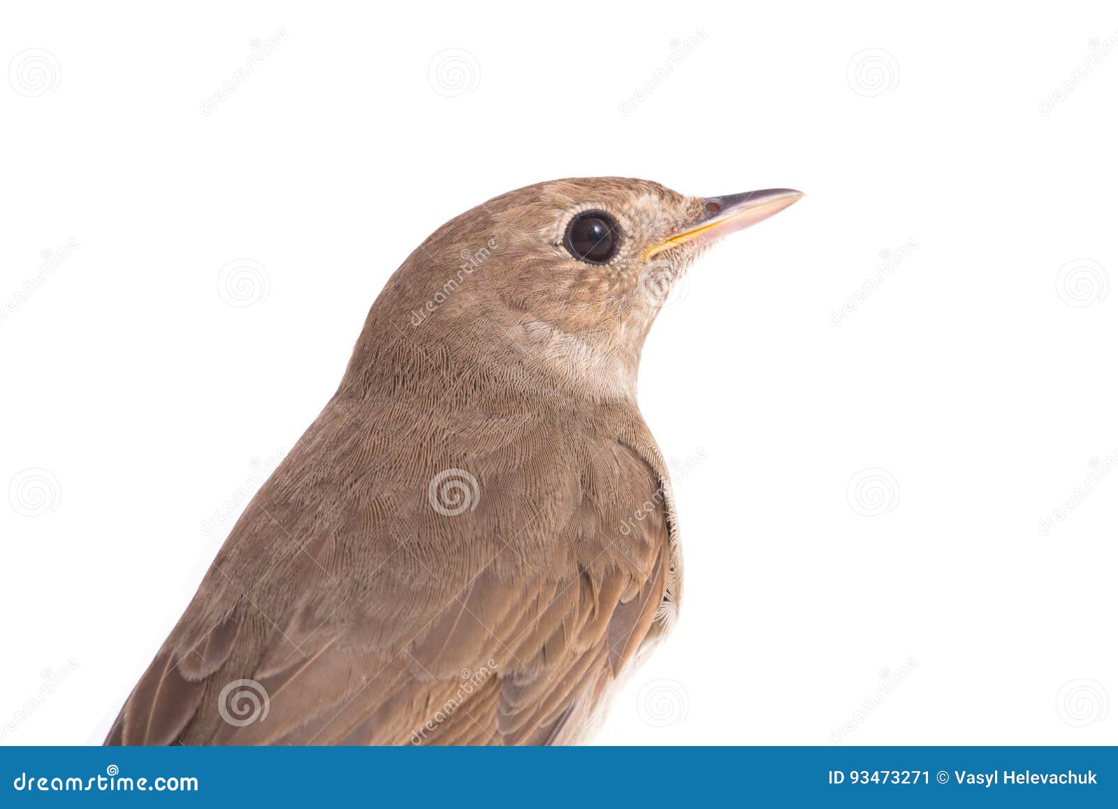 Nightingale stock image. Image of songbird, appeal, forest - 93473271
