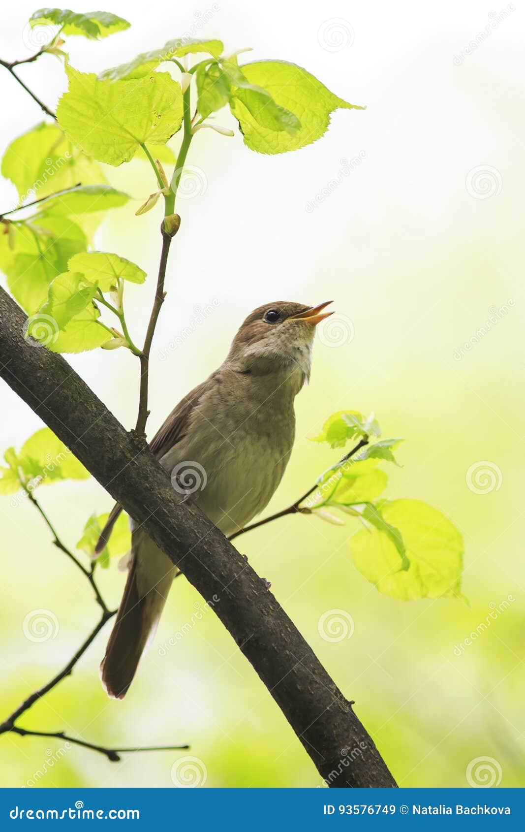 Nightingale Sing Loudly in Spring Forest Stock Image - Image of rufous ...