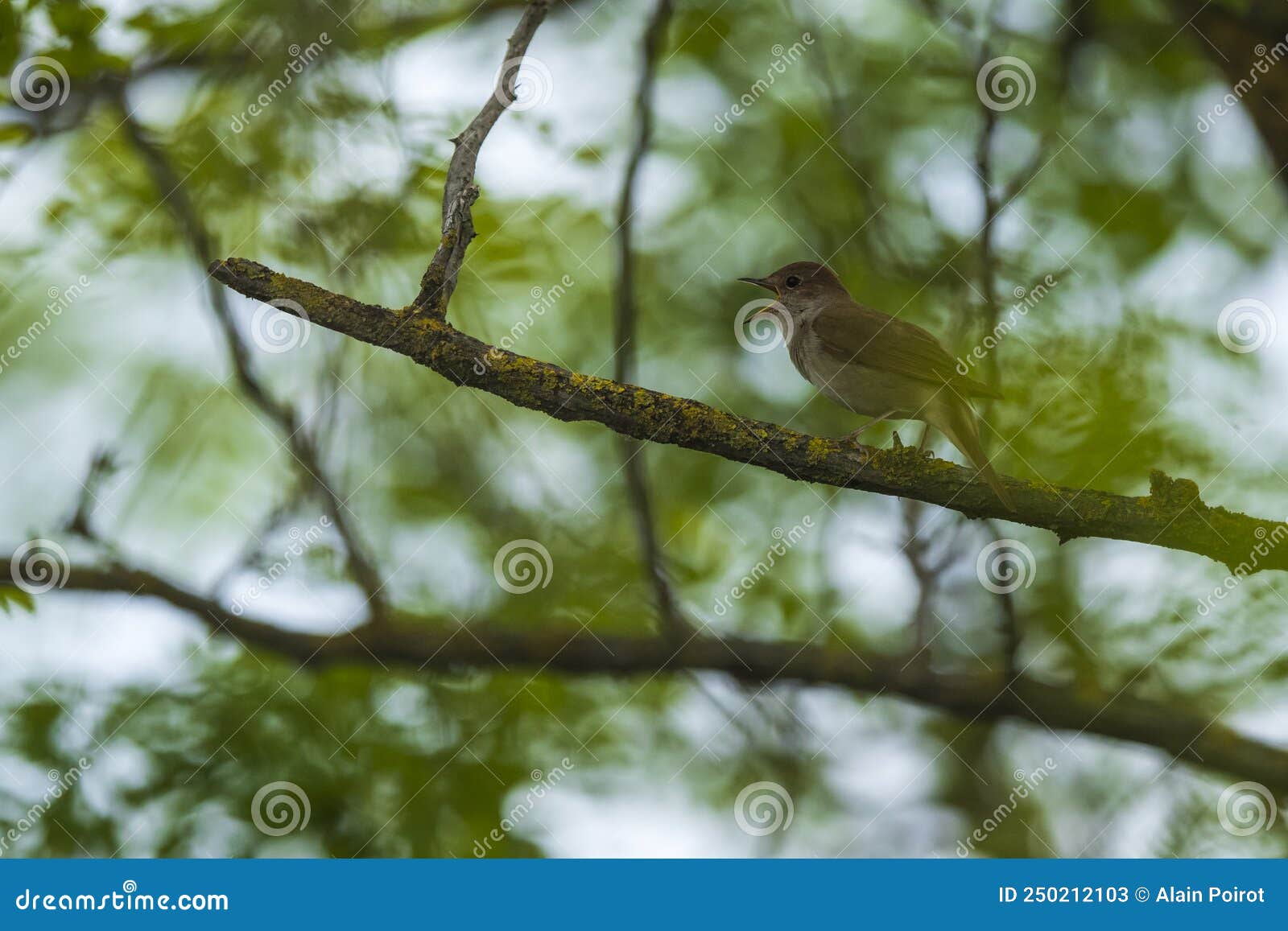 A Nightingale Singing Amidst the Branches of a Tree Stock Image - Image ...