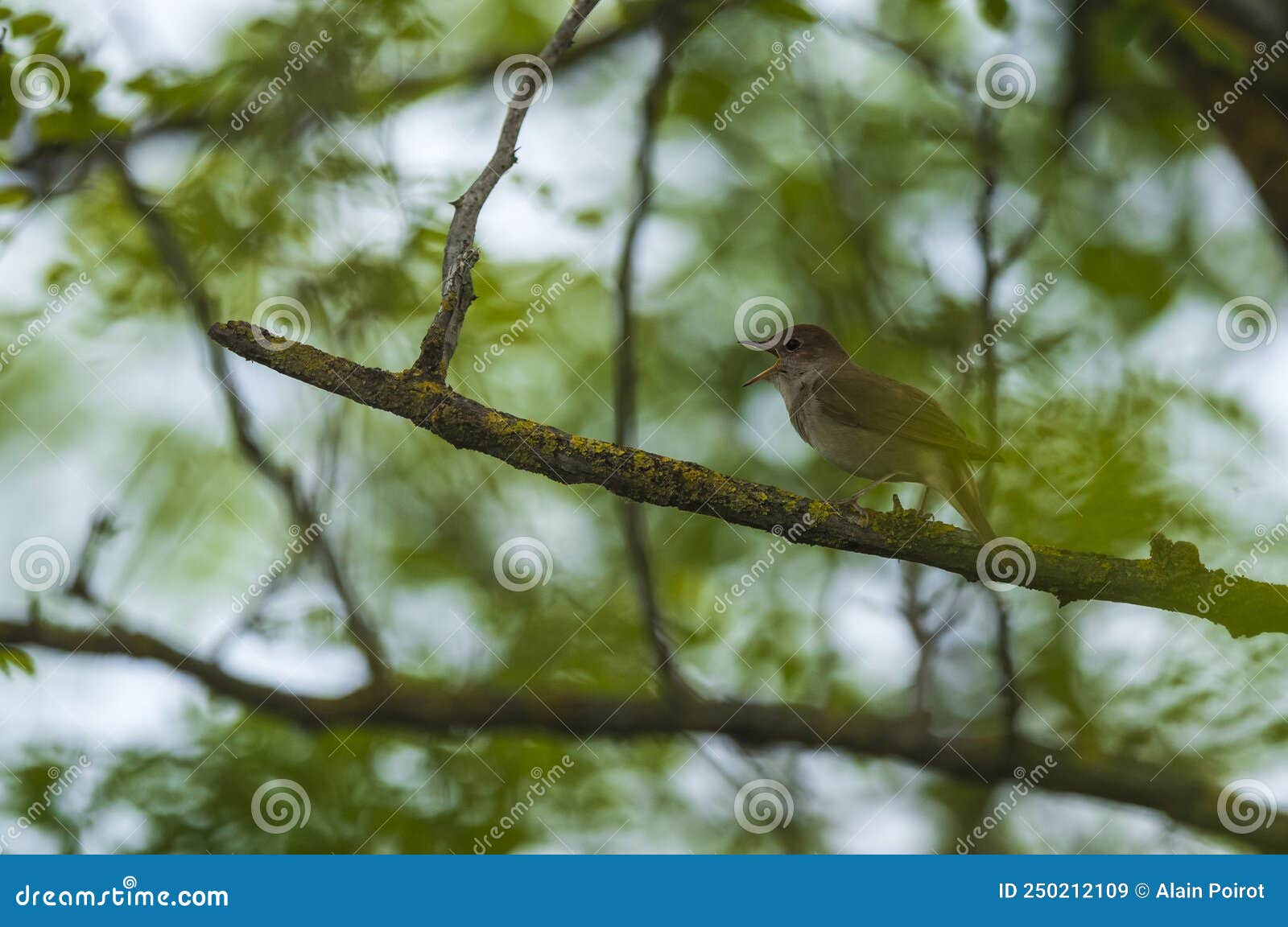 A Nightingale Singing Amidst the Branches of a Tree Stock Image - Image ...