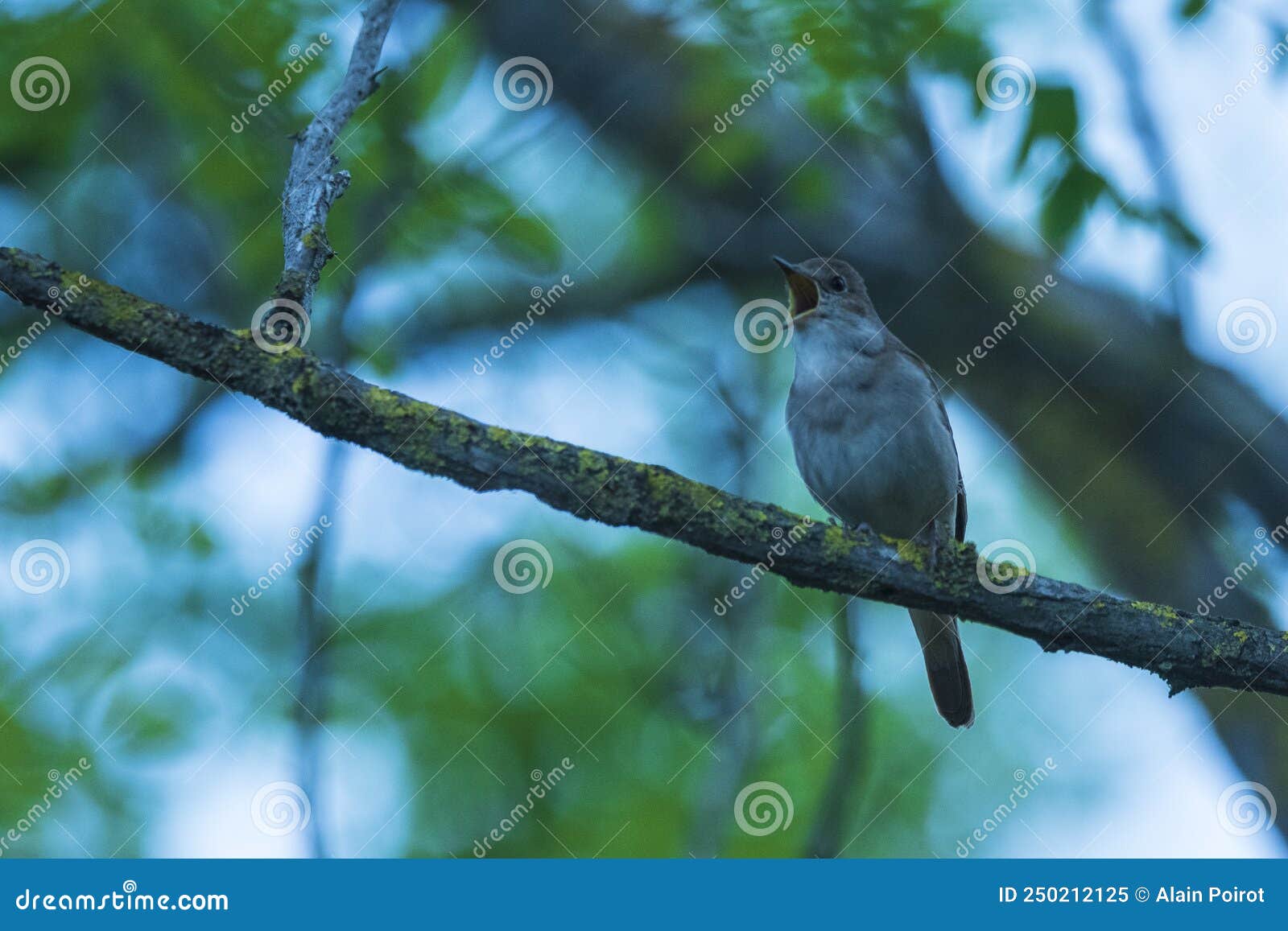 A Nightingale Singing Amidst the Branches of a Tree Stock Image - Image ...