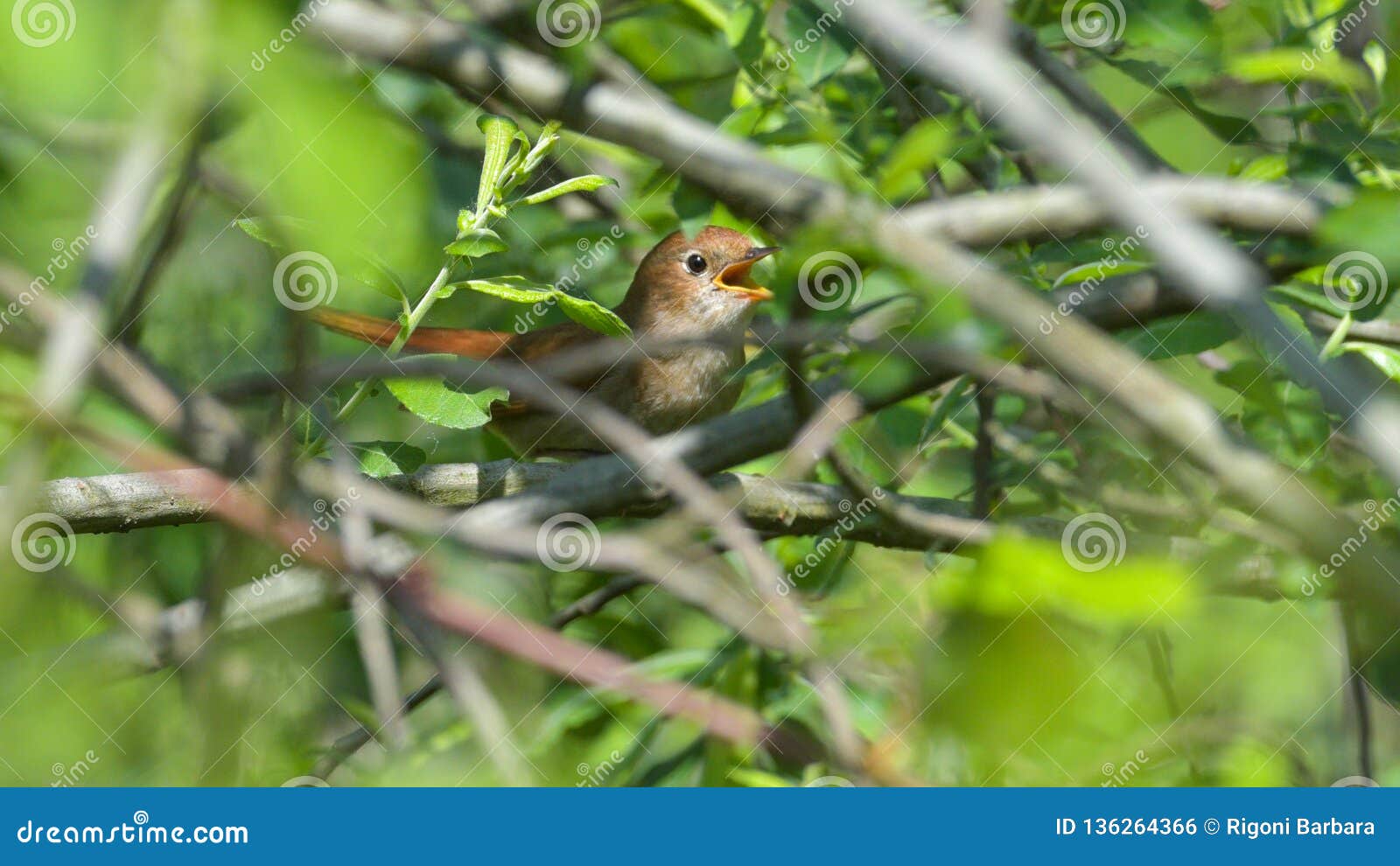 Nightingale Singing in the Leaves of the Bush Stock Photo - Image of ...