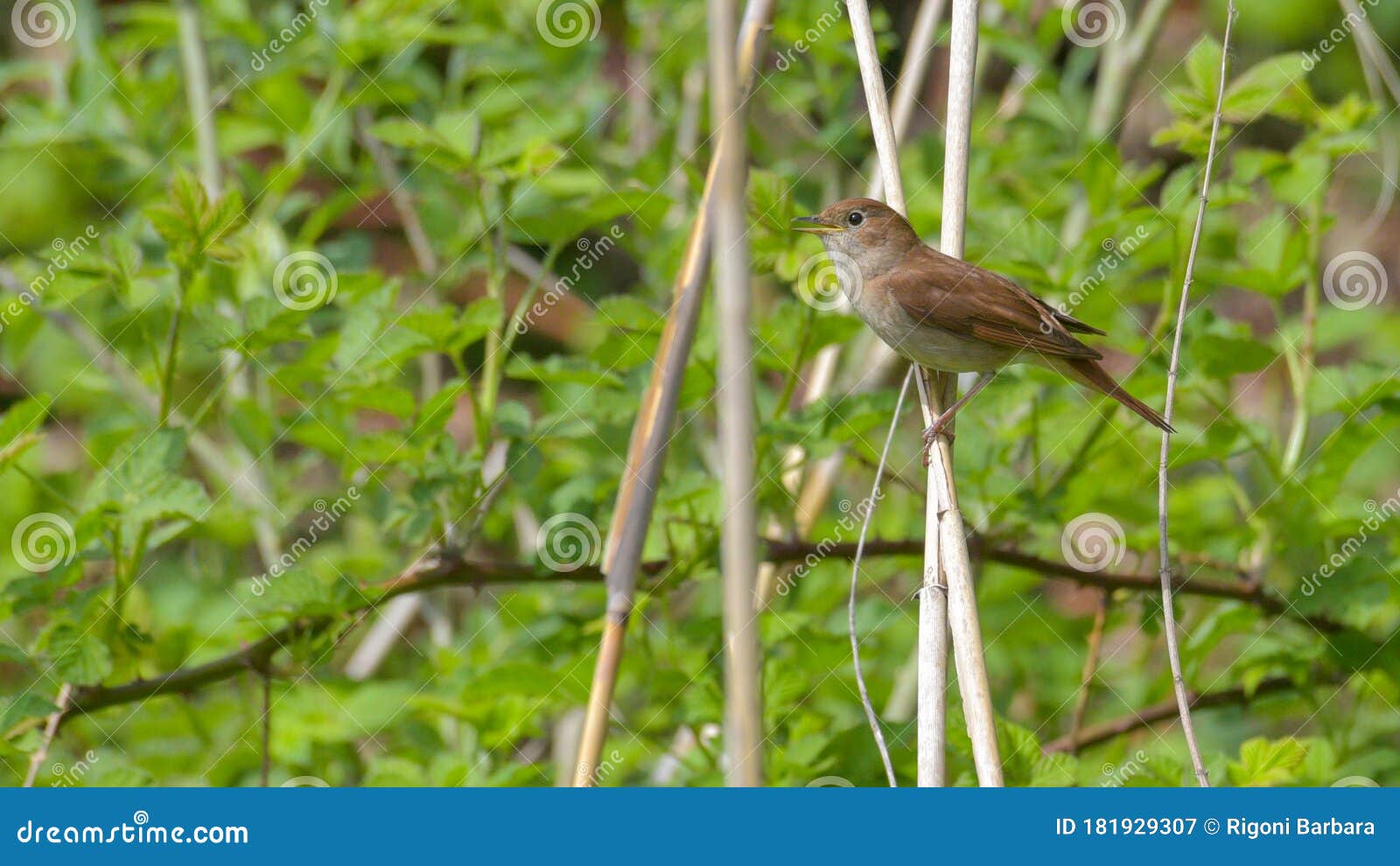 Nightingale Singing from a Tree Branch in Spring Stock Image - Image of ...