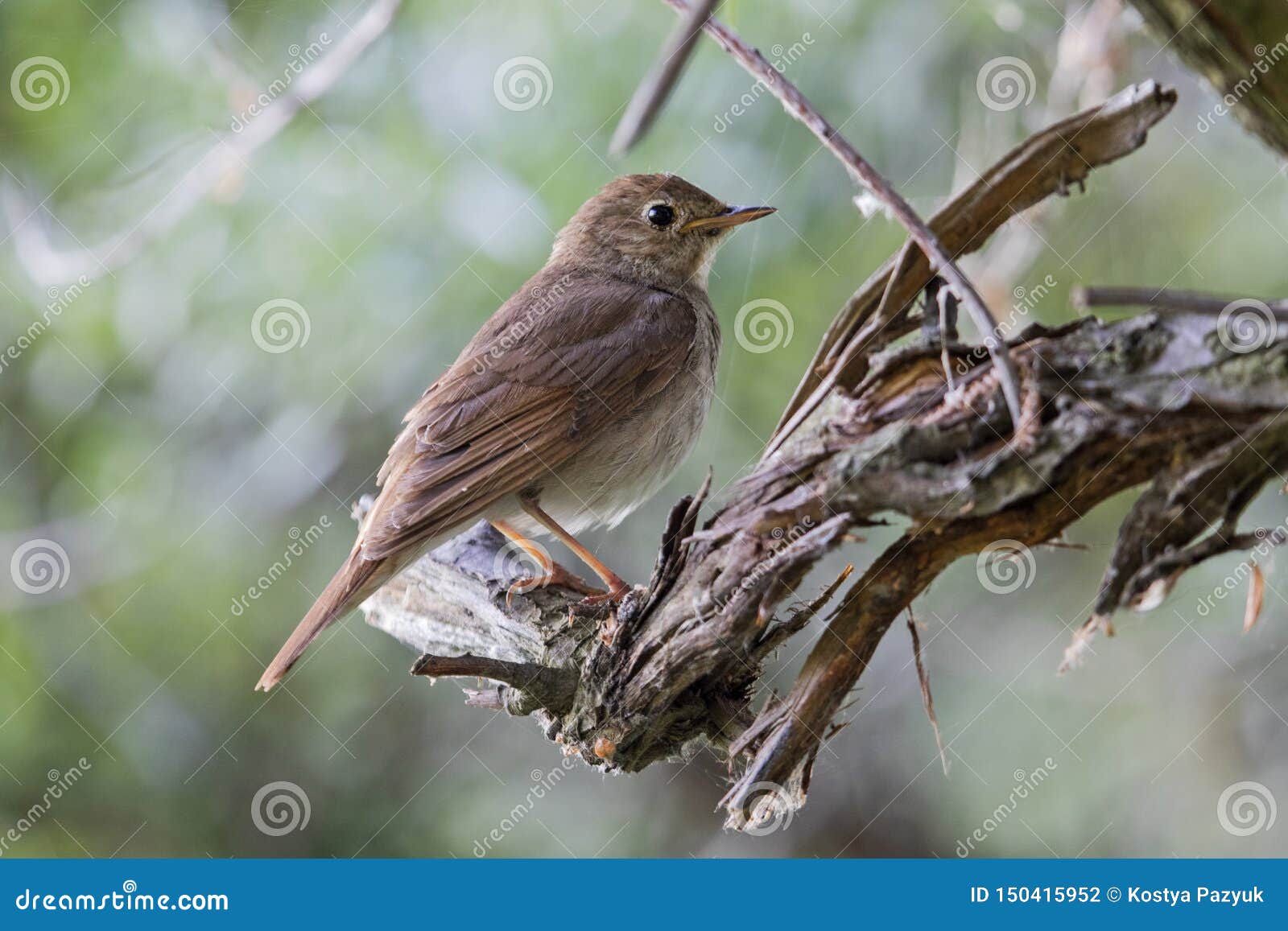Nightingale is Sitting on a Beautiful Snag Stock Photo - Image of ...