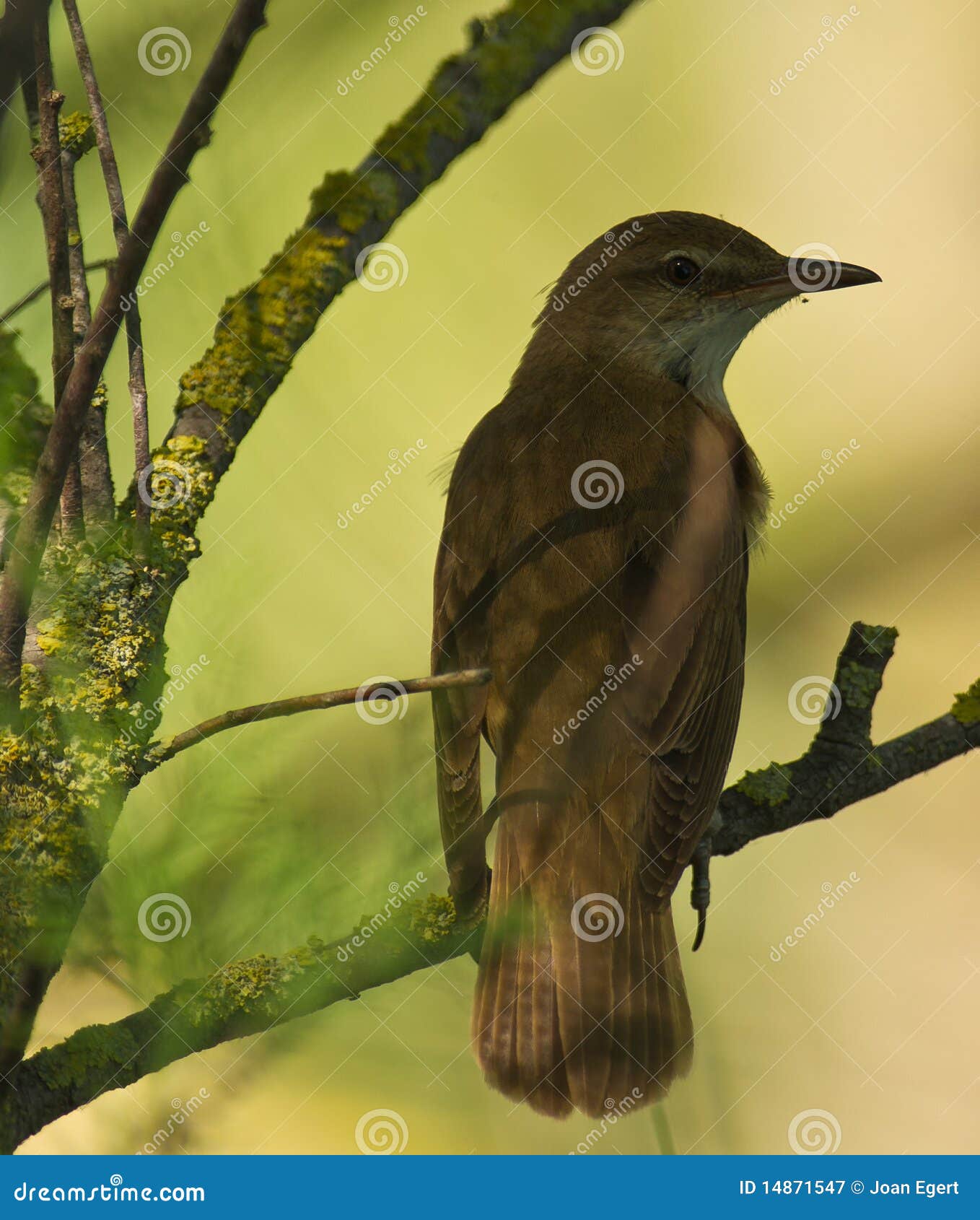 Nightingale-Spirit of the Forest Stock Image - Image of beautiful, life ...