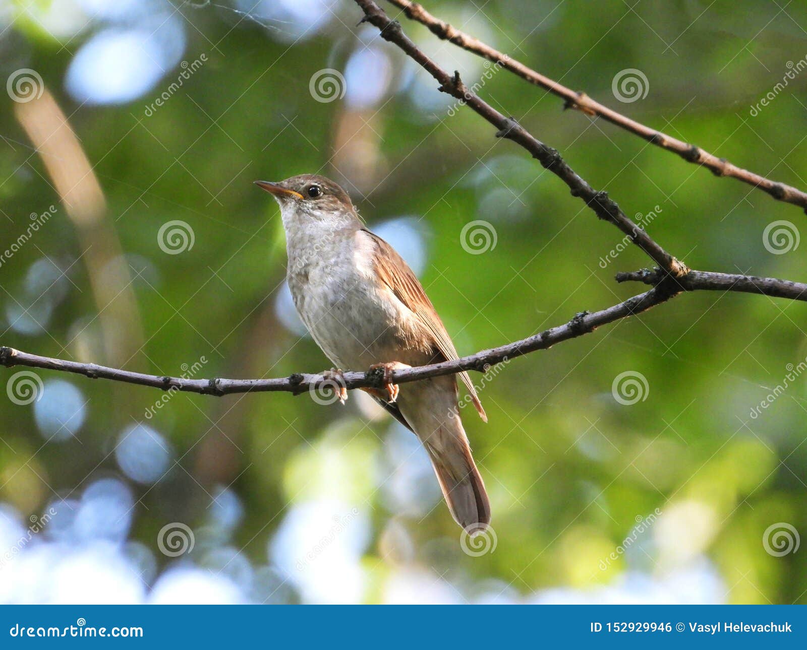 Nightingale on a Tree Branch Stock Photo - Image of small, green: 152929946