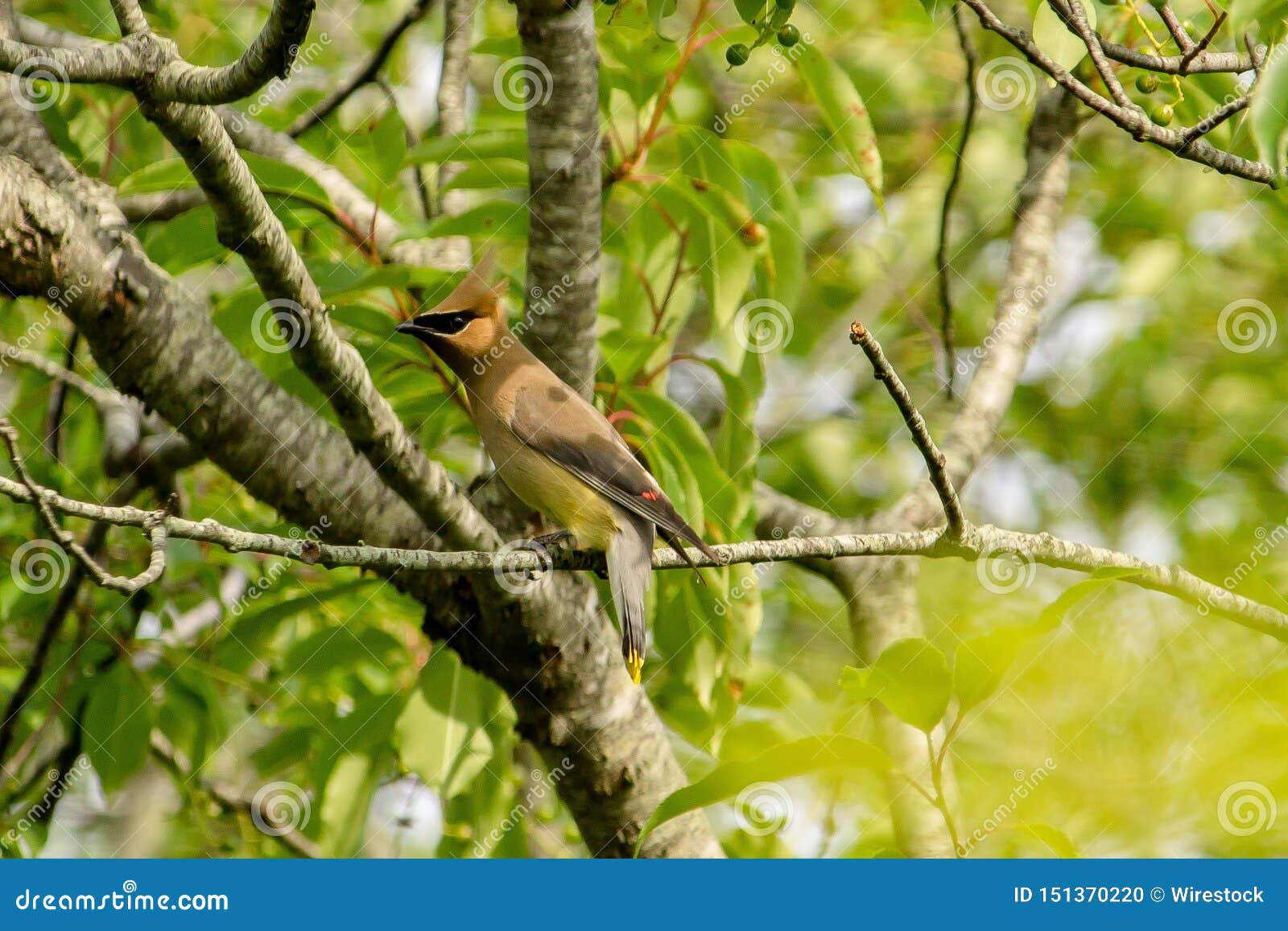 Nightingale Type of Bird on a Branch of a Tree in a Forest Stock Photo ...