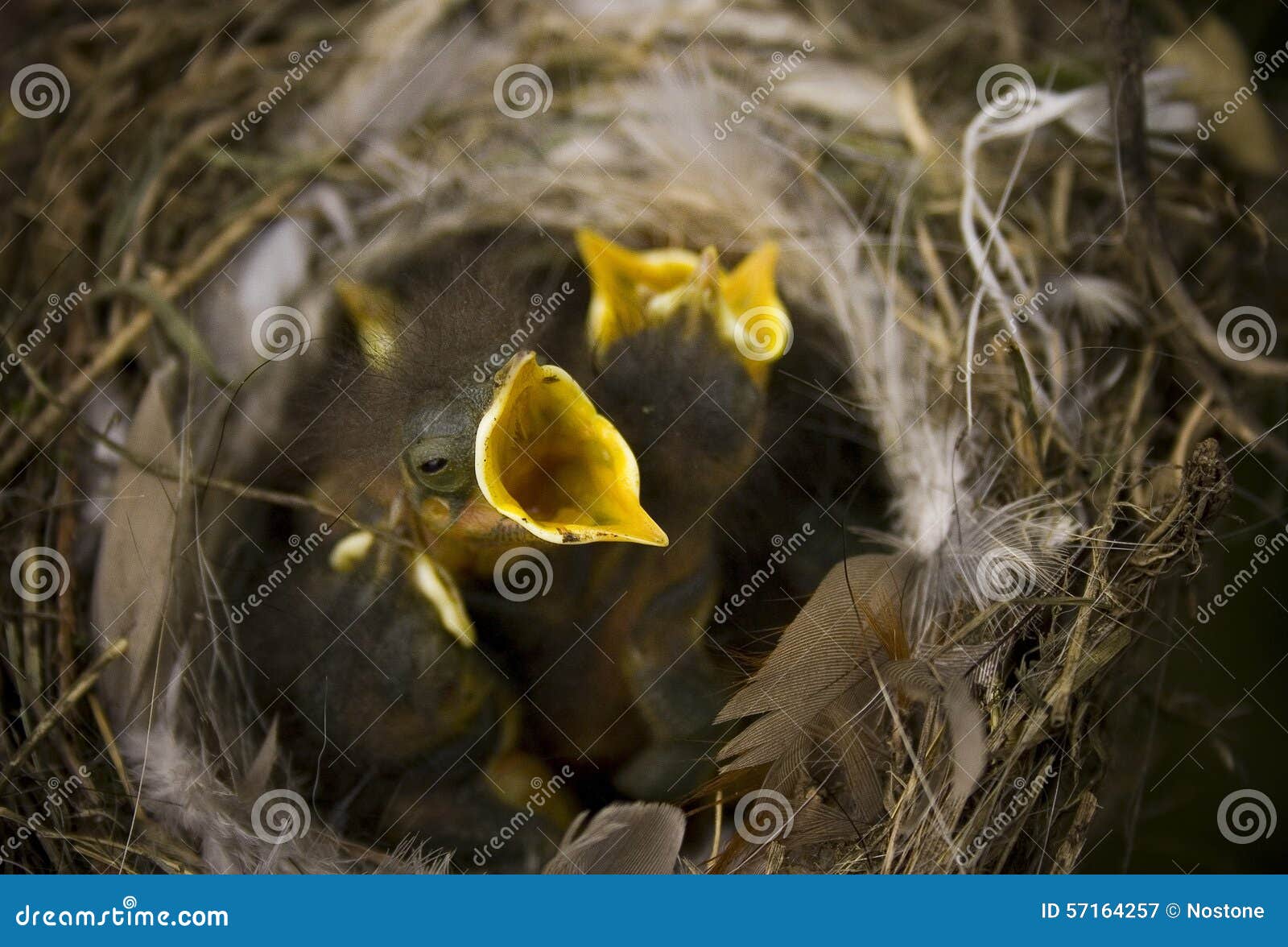 Nightingale stock image. Image of small, thrush, song - 57164257