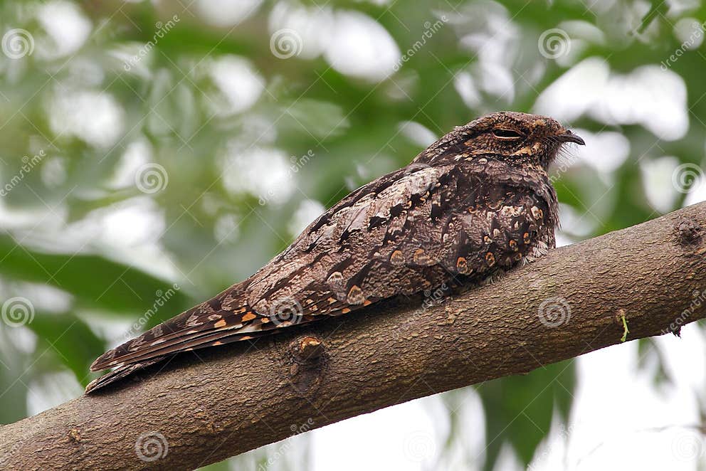 Nightjar stock photo. Image of wing, wood, wings, feathers - 22666776