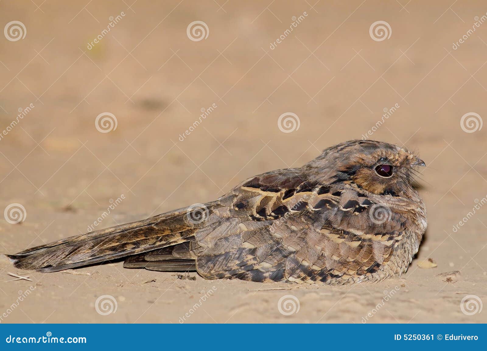 Nightjar stock image. Image of birder, nighthawk, bird - 5250361