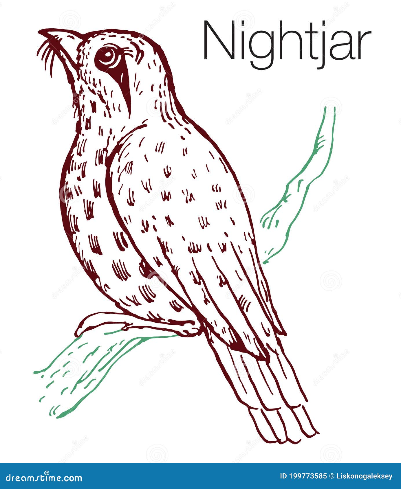 Drawing Of Nightjar Bird Sitting On Branch, Black Silhouette On Beige ...