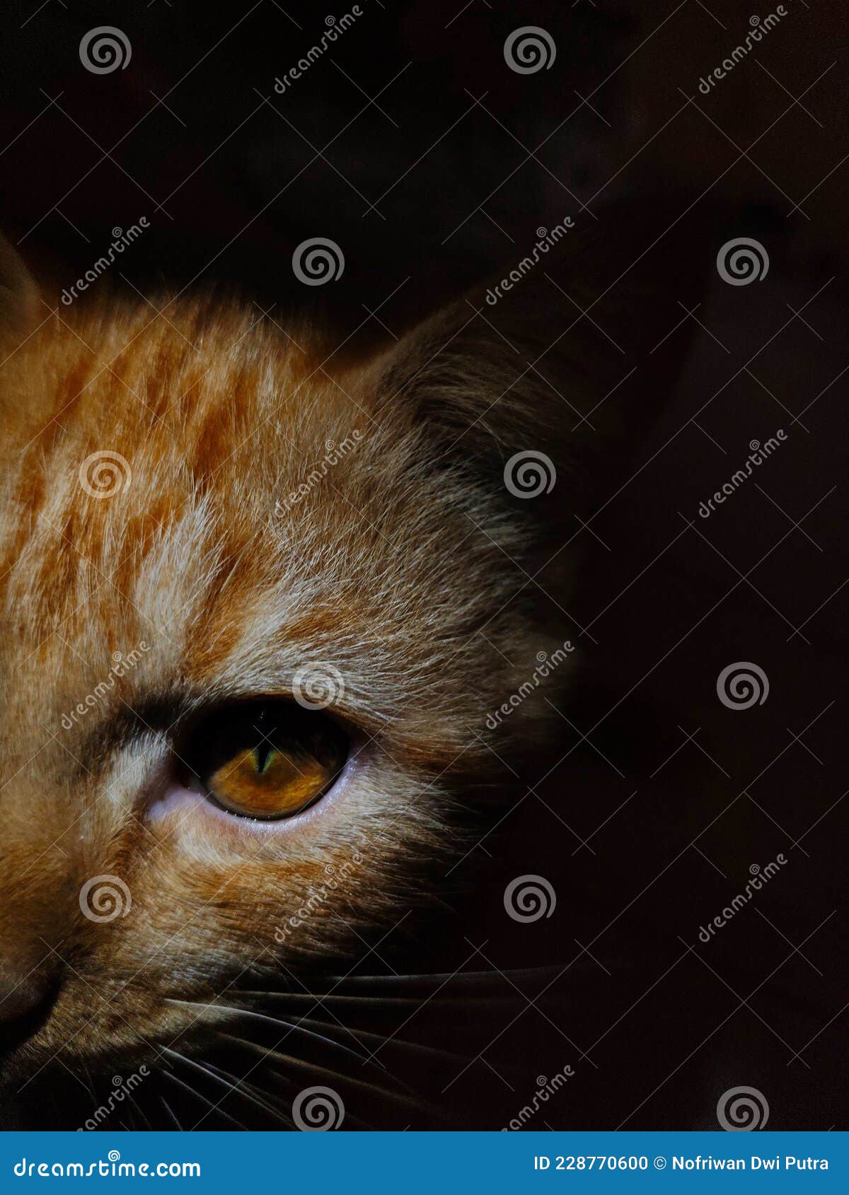 Nightmare cat stock photo. Image of organ, whiskers - 228770600