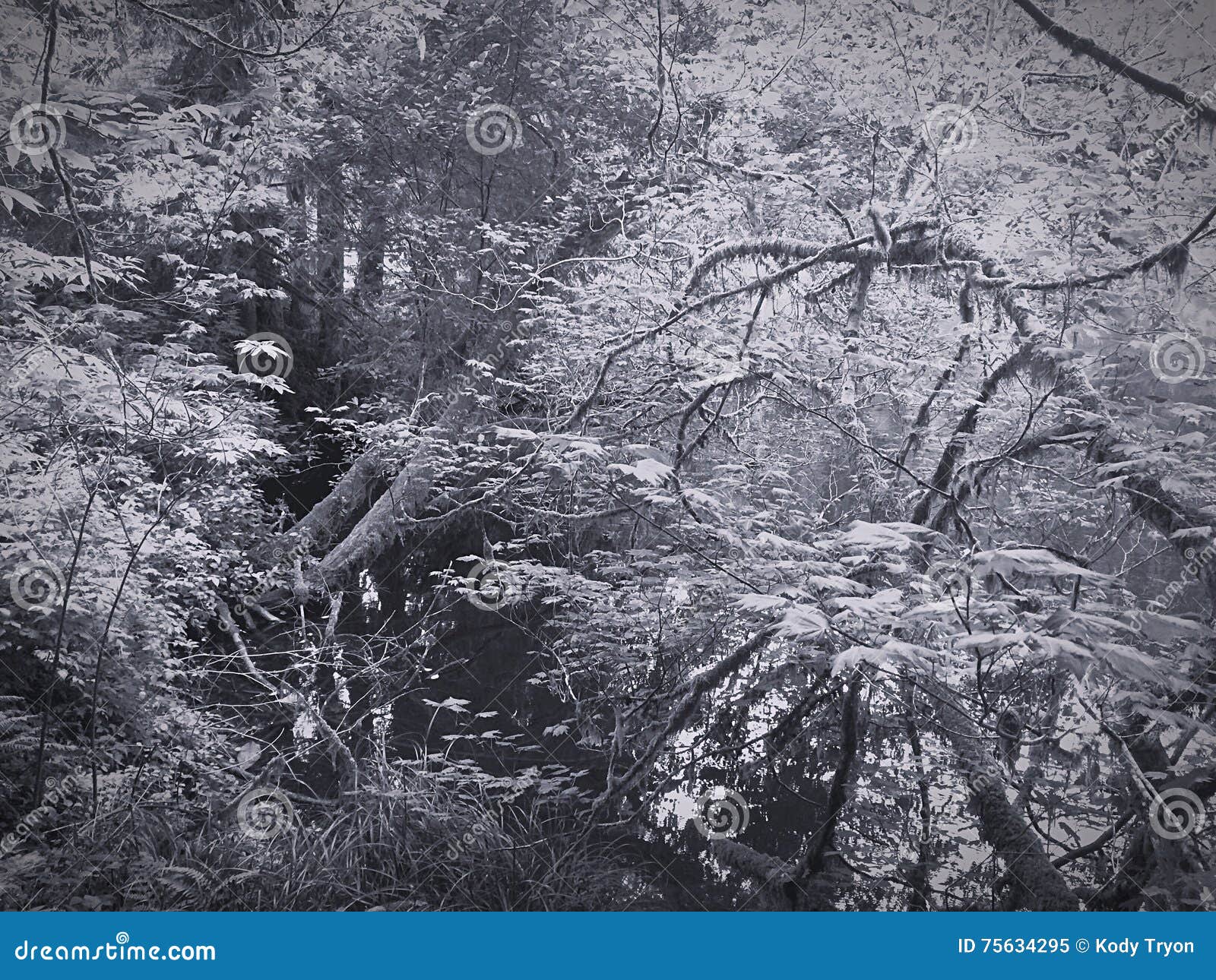 Nightmare Forest With Scary Trees Silhouette Royalty-Free Stock ...