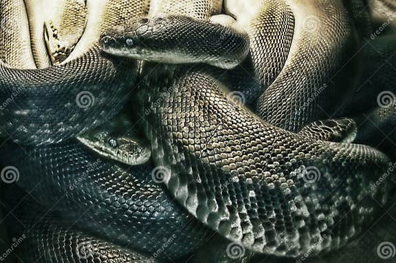 Nightmare of snakes stock photo. Image of hallowen, abstract - 4862554
