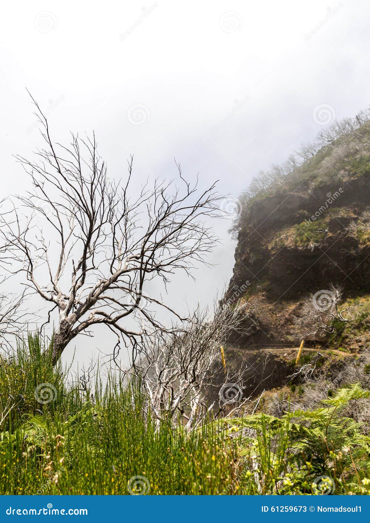Nightmare trees stock image. Image of bush, evil, branch - 61259673