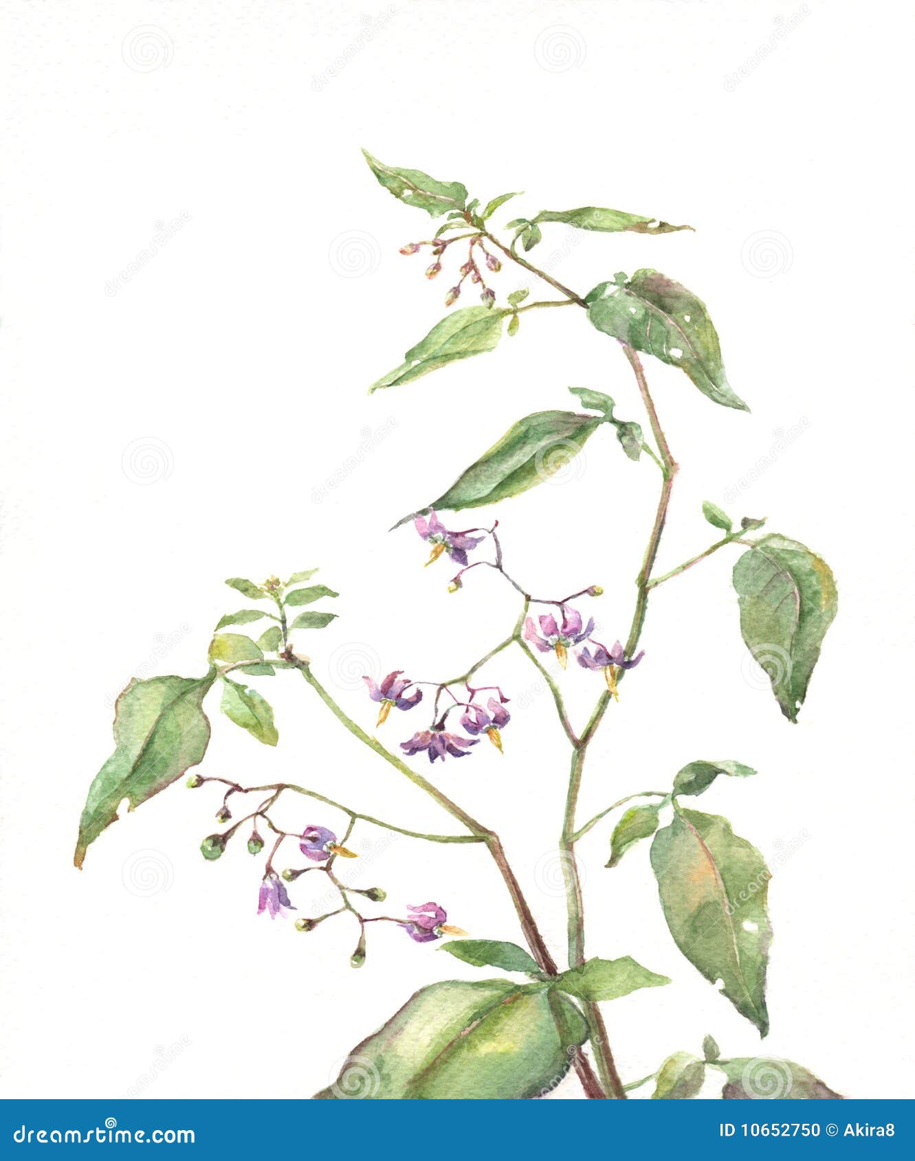 Nightshade Cartoons, Illustrations & Vector Stock Images - 924 Pictures ...