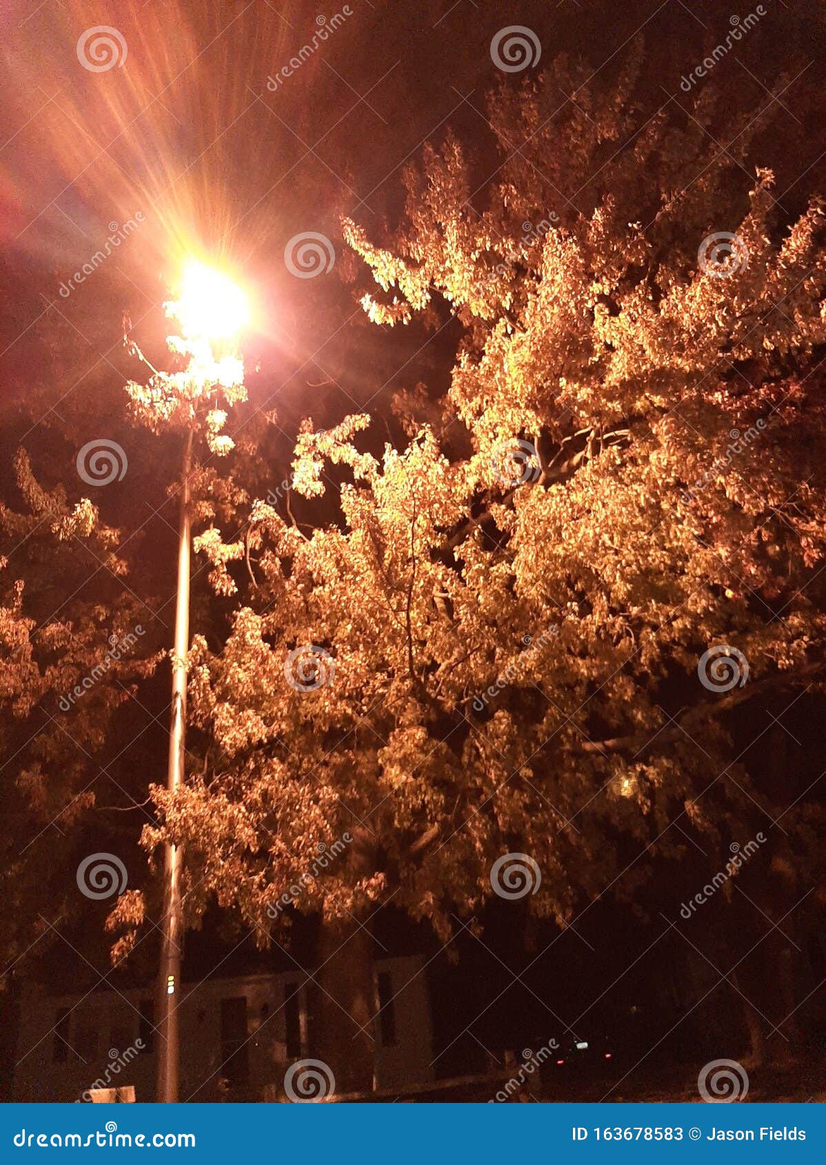 Nighttime in Fall stock image. Image of leaves, fall - 163678583