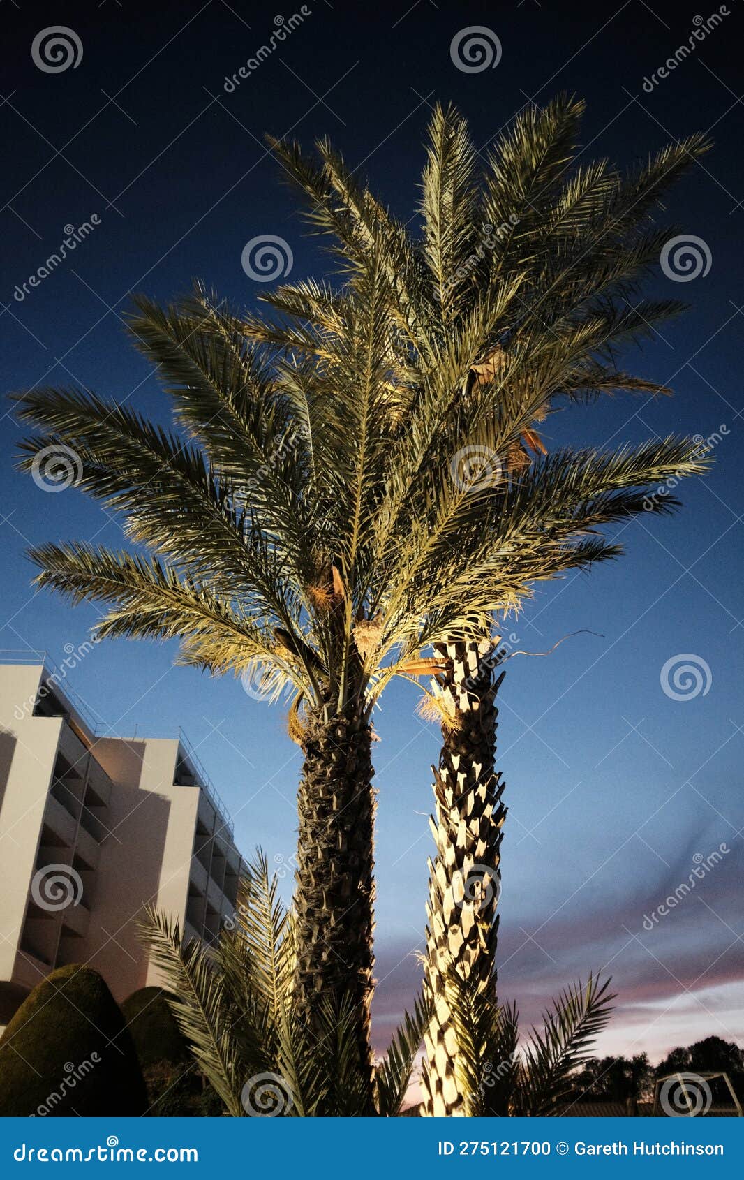 Nighttime palm Tree stock photo. Image of spruce, night - 275121700