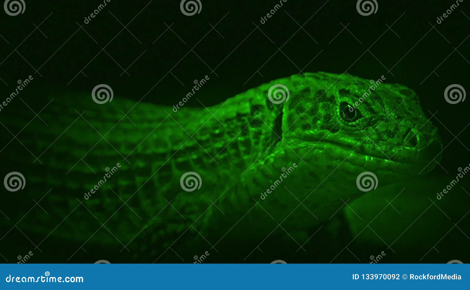 Nightvision Shot of Cave Lizard Stock Footage - Video of reptiles ...