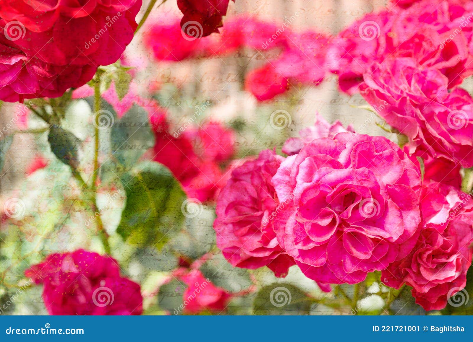 Magenta-pink Roses Grunge French 1700s Calligraphy Handwriting Stock ...