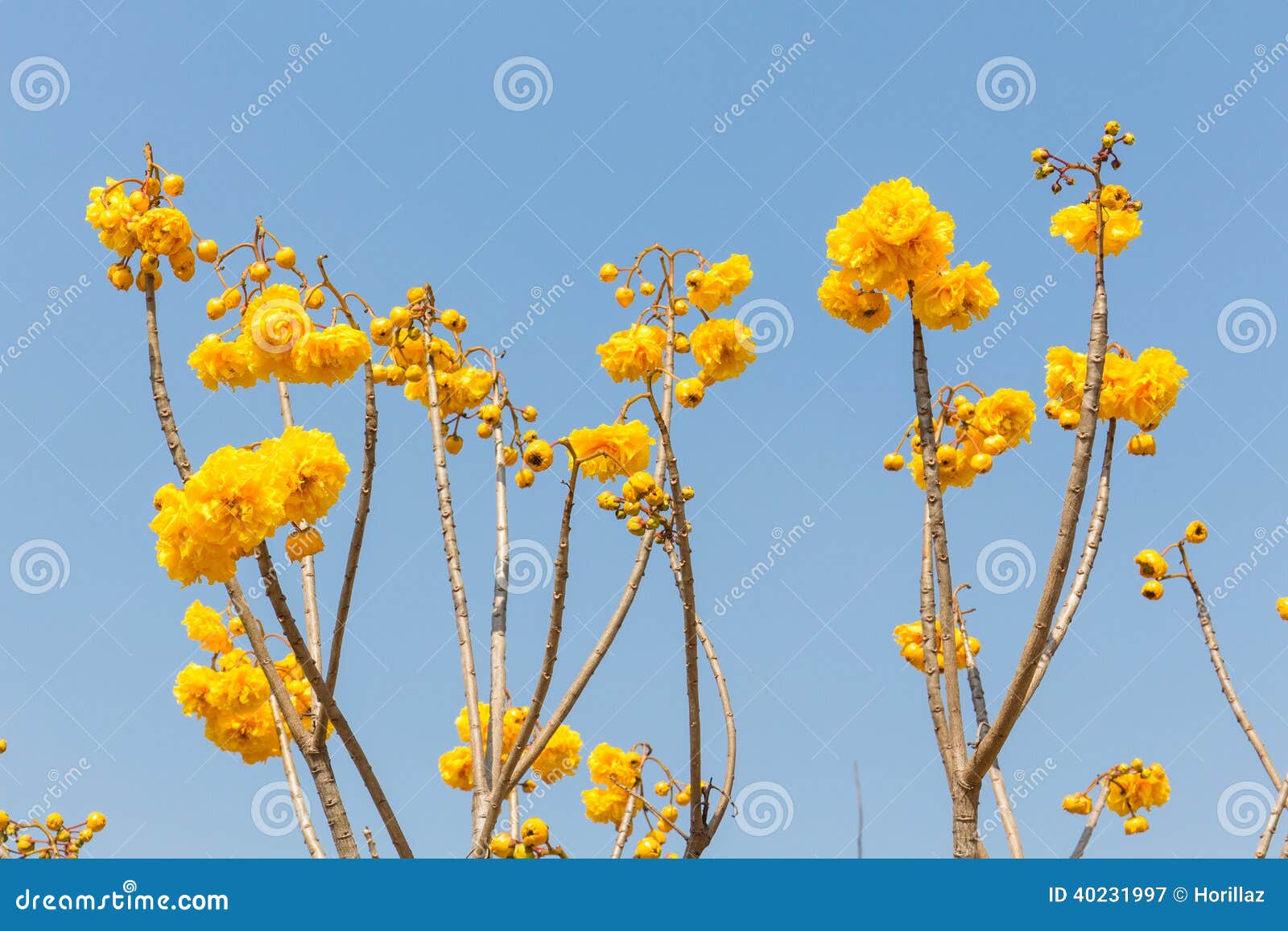 Nika Flowers Sky Stock Photos - Free & Royalty-Free Stock Photos from ...